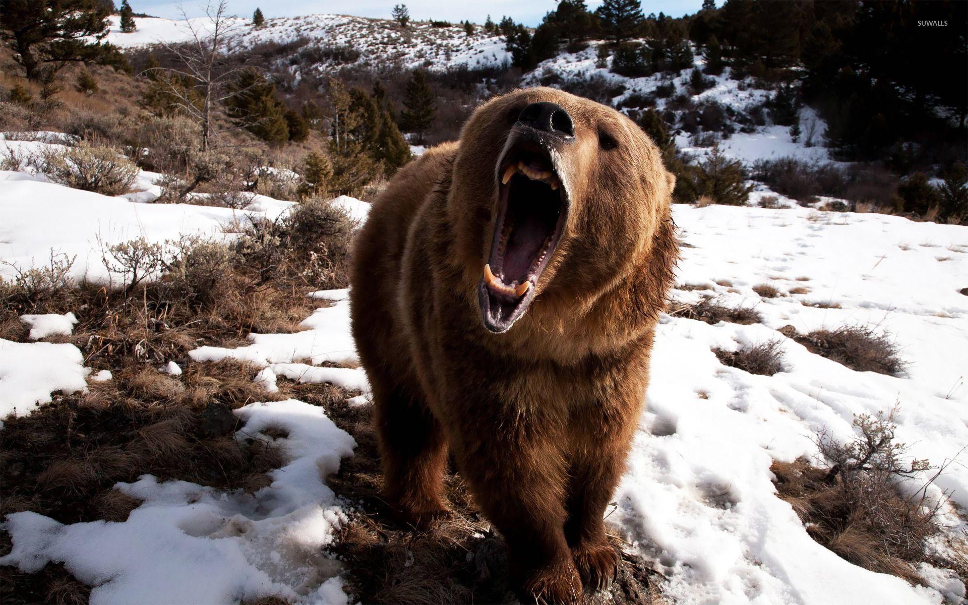 Brown Bears Wallpapers - Top Free Brown Bears Backgrounds - WallpaperAccess