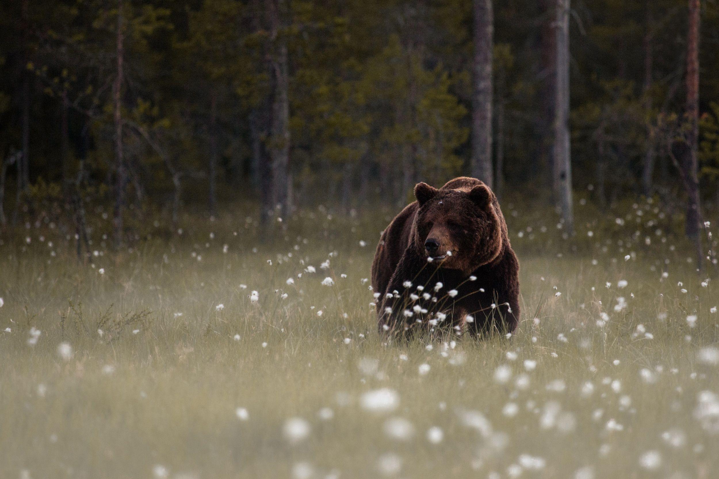 Brown Bears Wallpapers - Top Free Brown Bears Backgrounds - WallpaperAccess