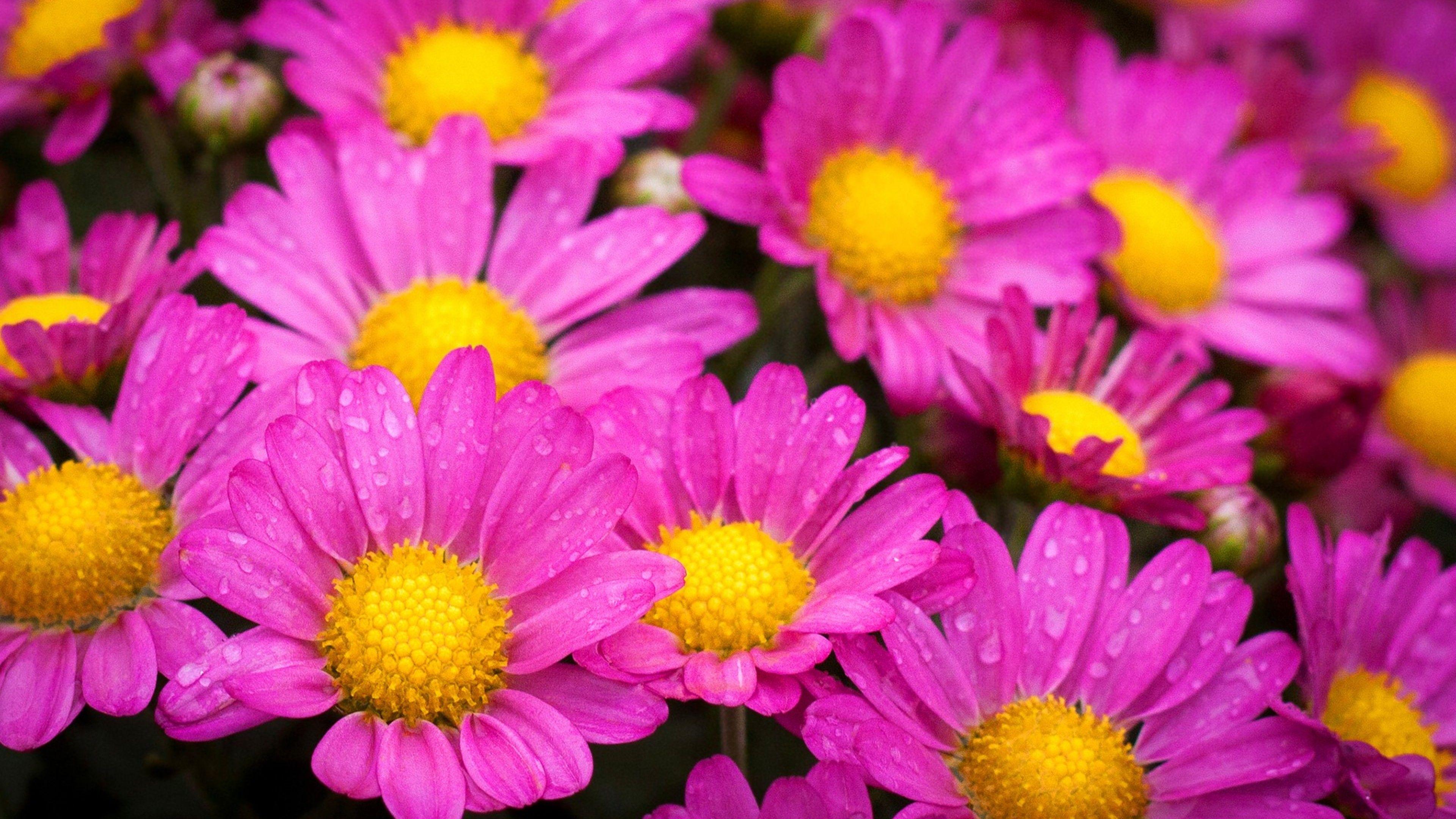Daisies Wallpapers - Top Free Daisies Backgrounds - WallpaperAccess