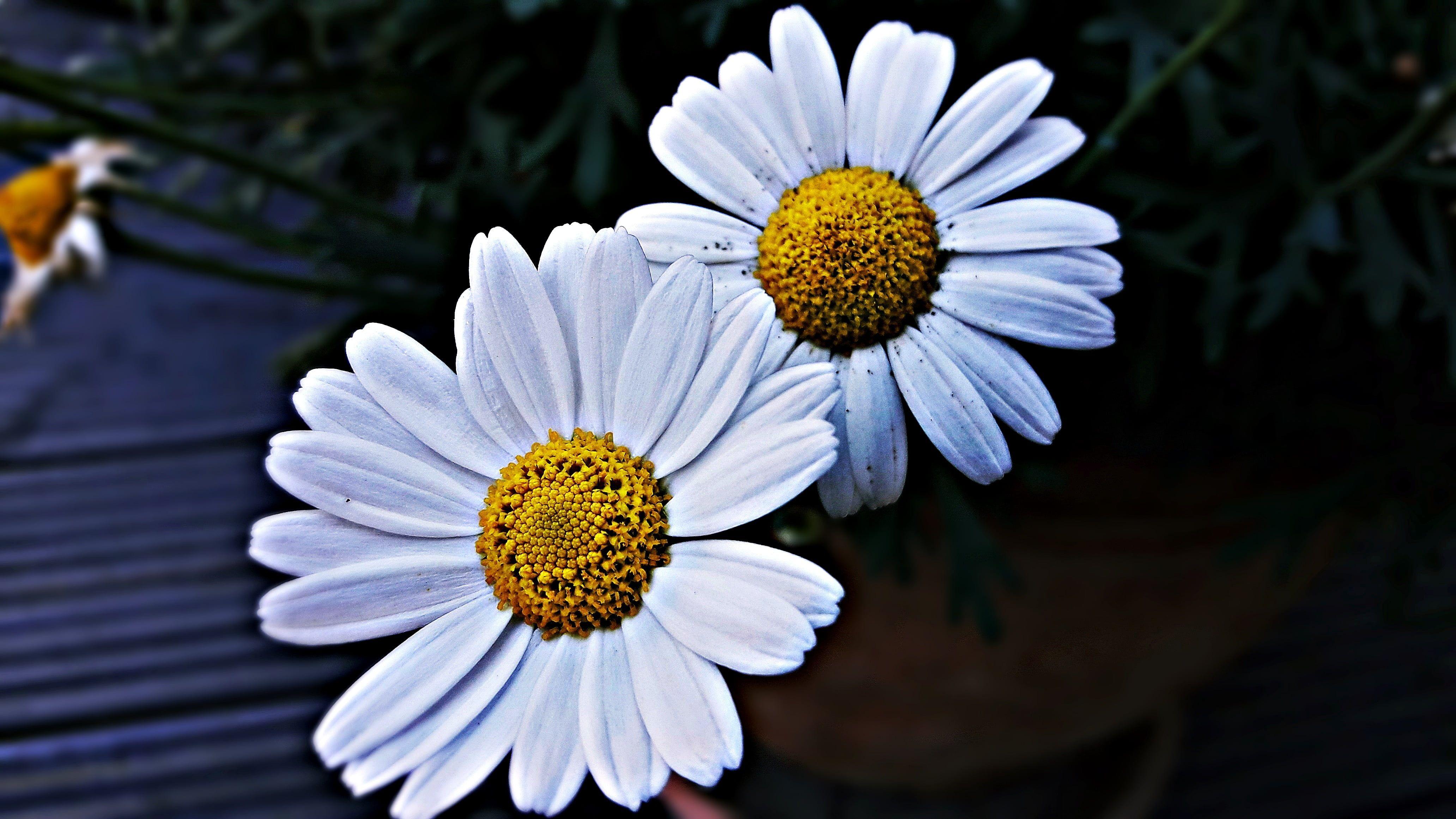 Daisies Wallpapers - Top Free Daisies Backgrounds - WallpaperAccess