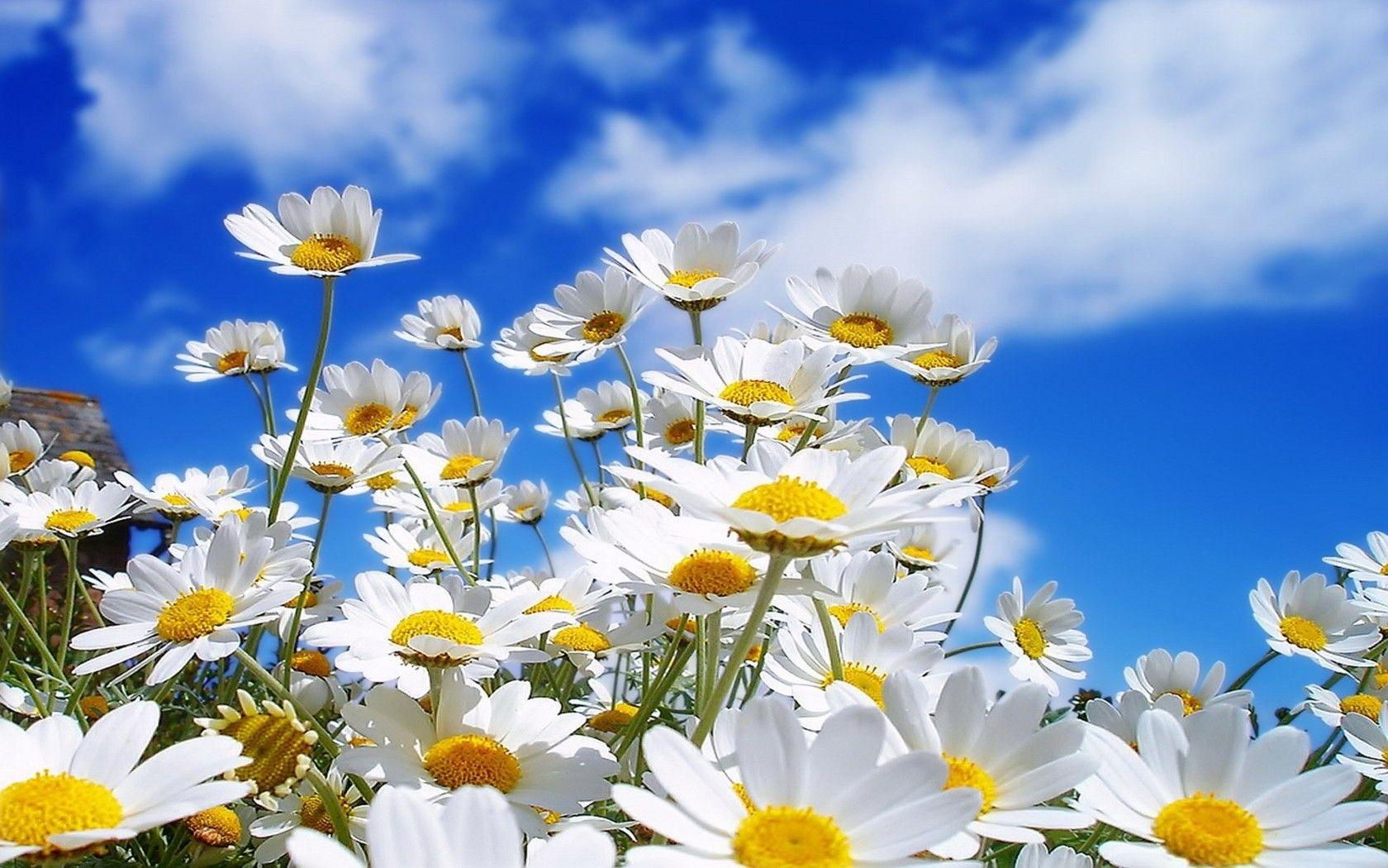 Daisies Wallpapers - Top Free Daisies Backgrounds - WallpaperAccess