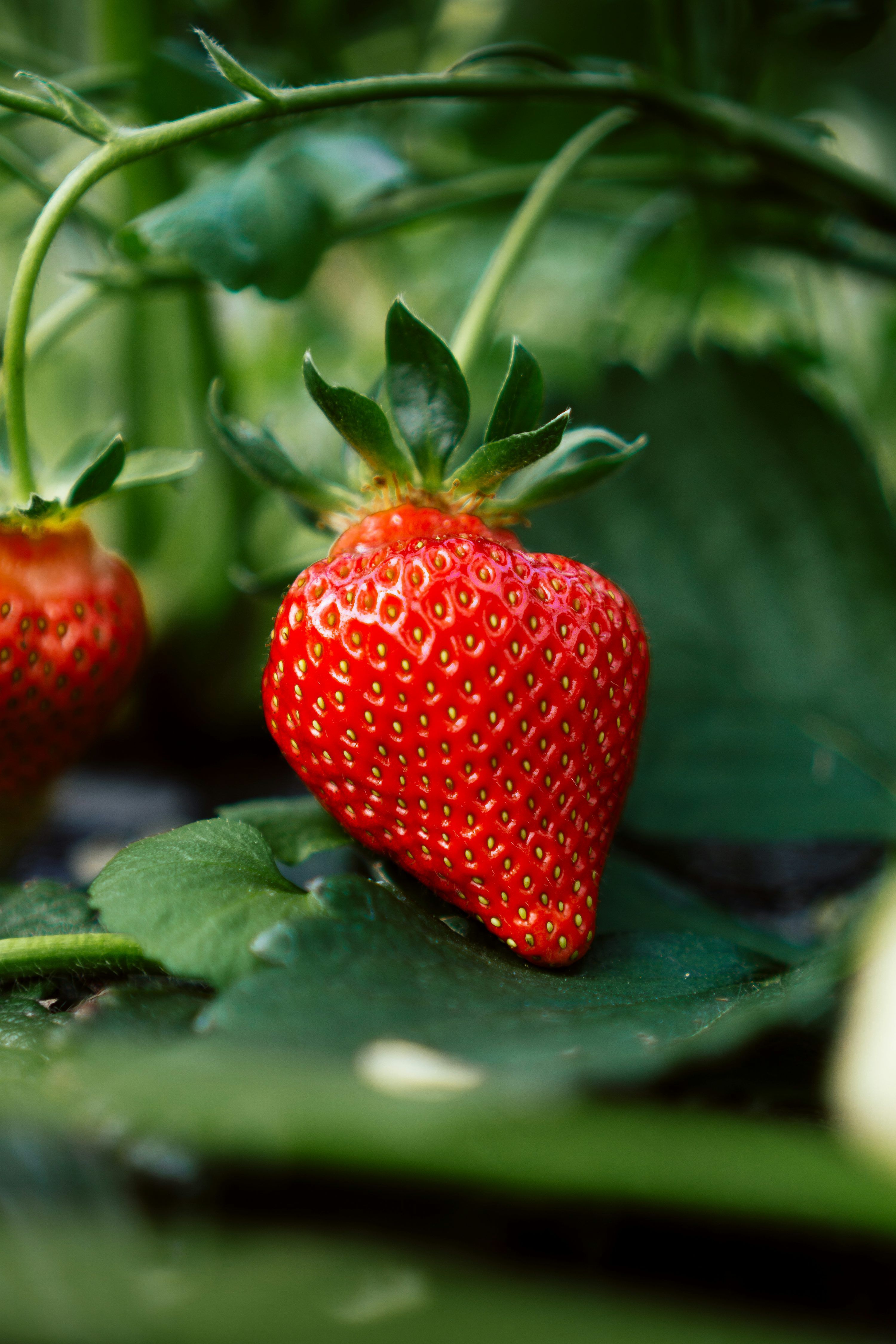Red Food Wallpapers - Top Free Red Food Backgrounds - WallpaperAccess