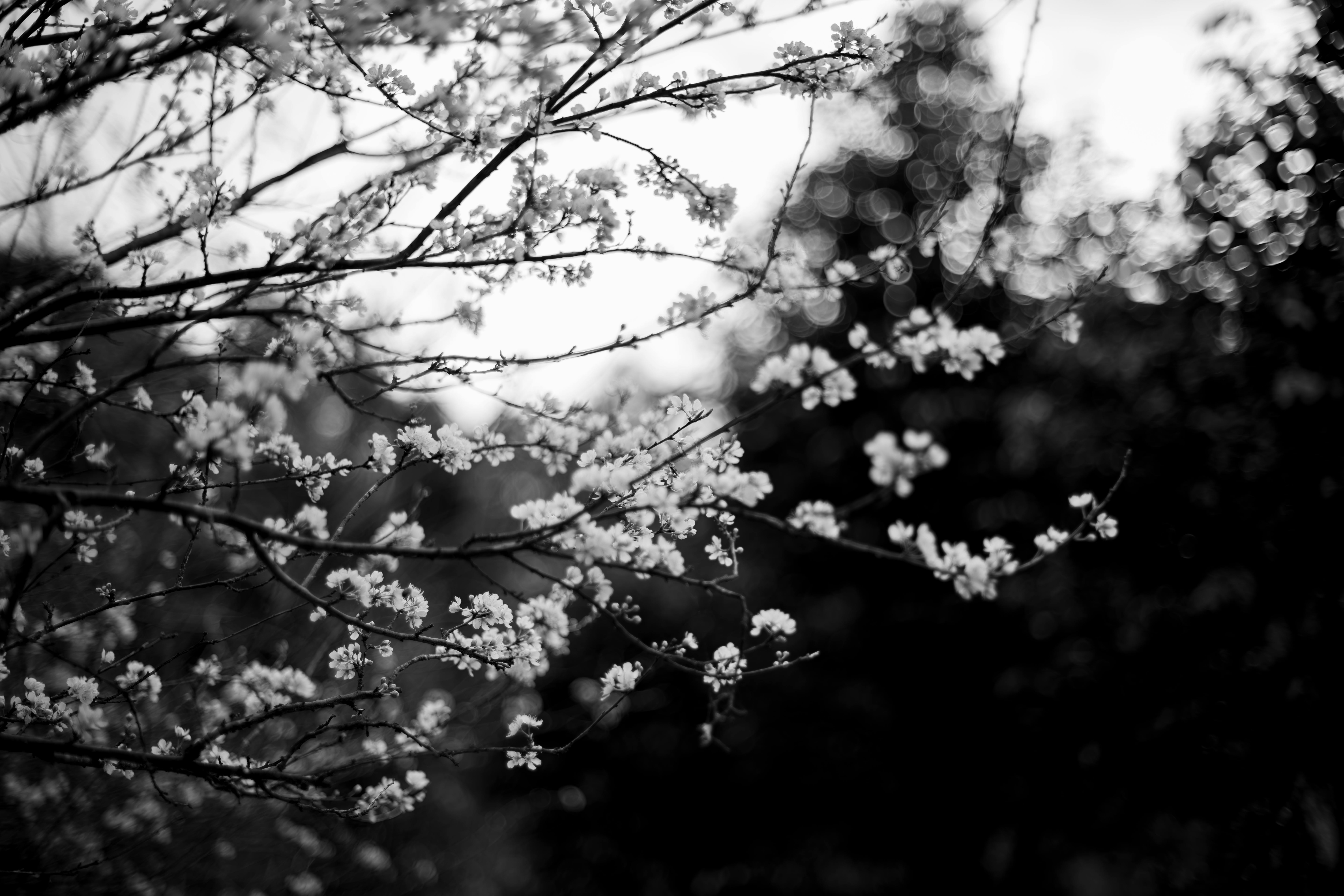 Cherry Blossom Black And White Wallpapers - Top Free Cherry Blossom ...
