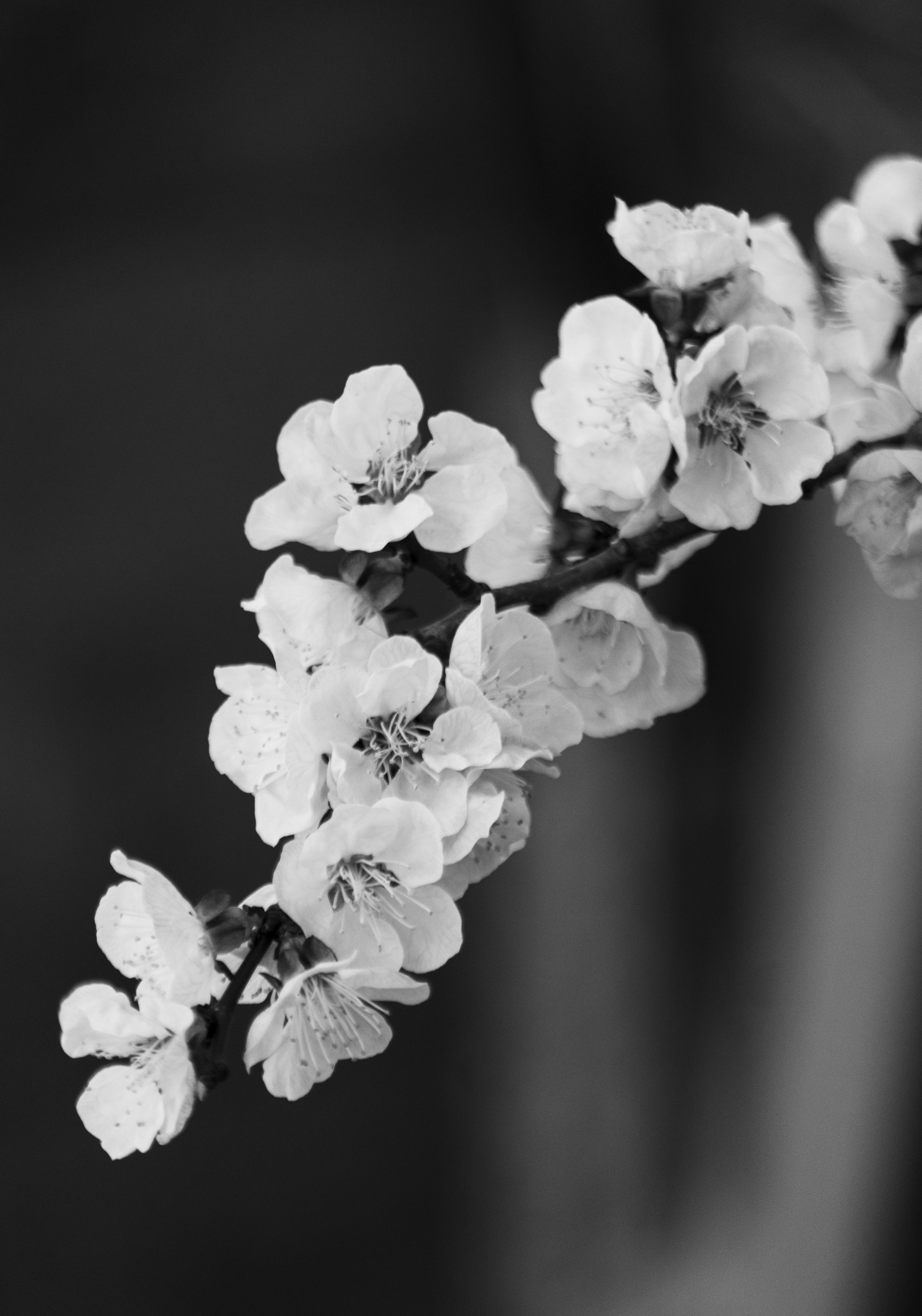 Cherry Blossom Black And White Wallpapers - Top Free Cherry Blossom ...