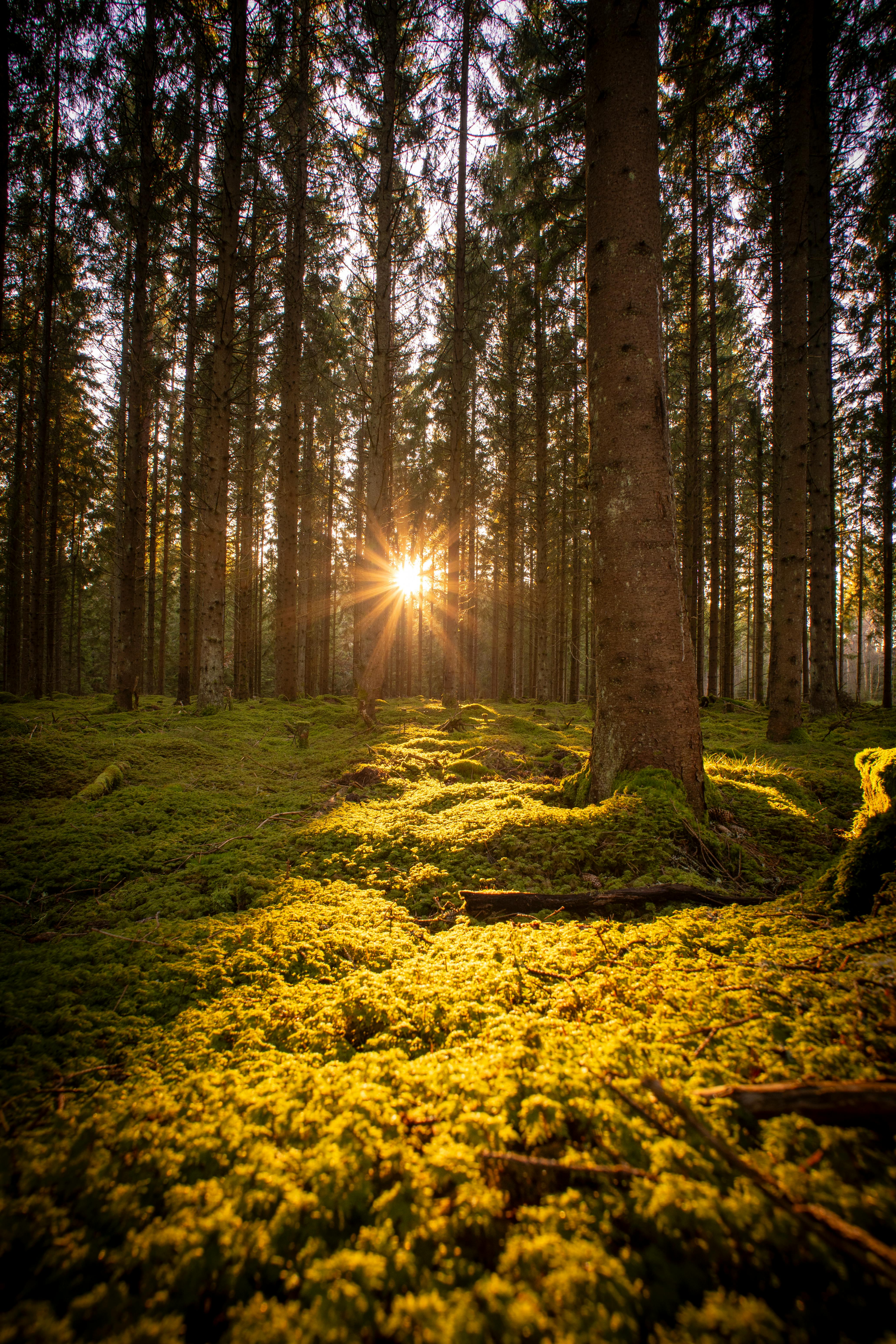 Forest Sunshine Wallpapers - Top Free Forest Sunshine Backgrounds ...