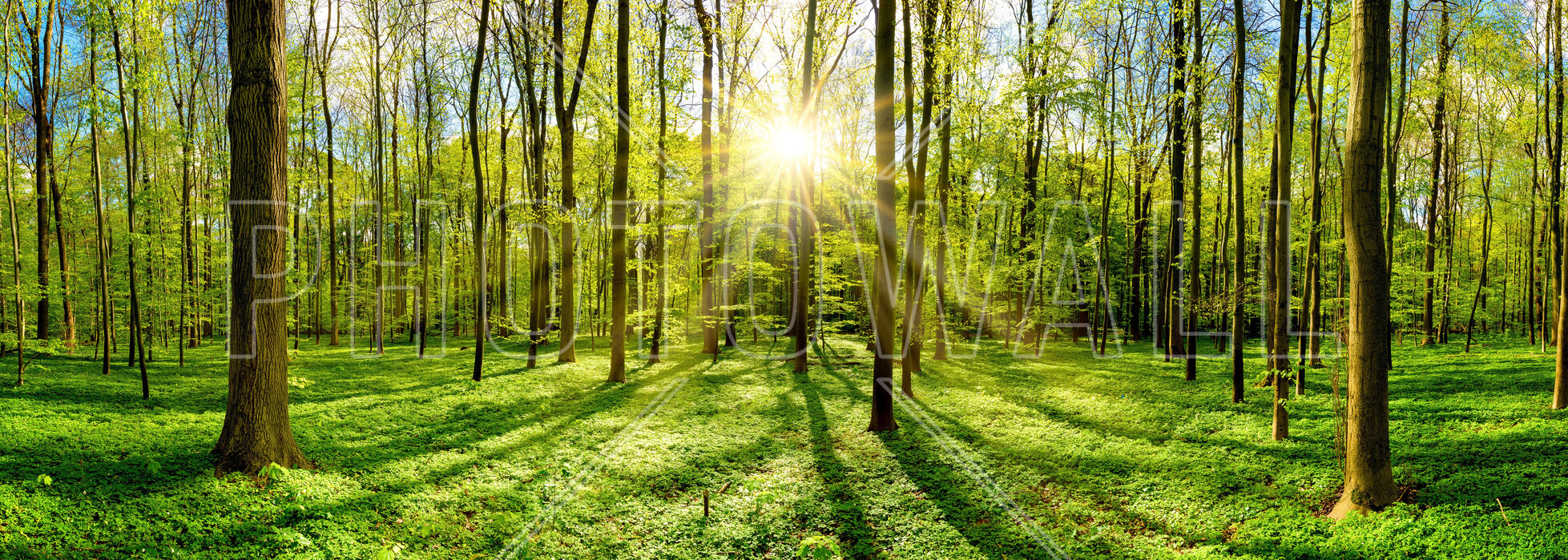 Forest Sunshine Wallpapers - Top Free Forest Sunshine Backgrounds ...