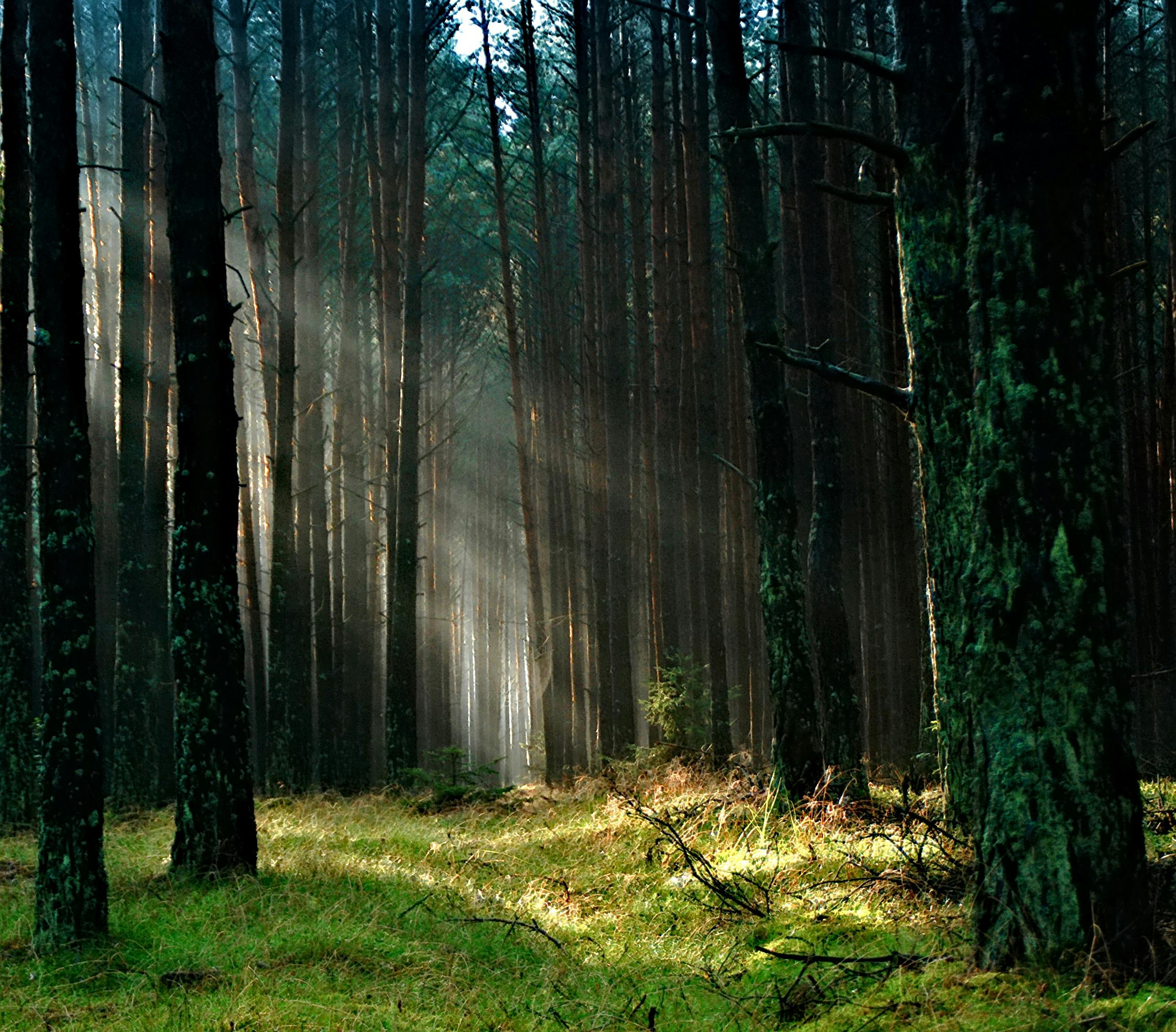 Forest Sunshine Wallpapers - Top Free Forest Sunshine Backgrounds ...