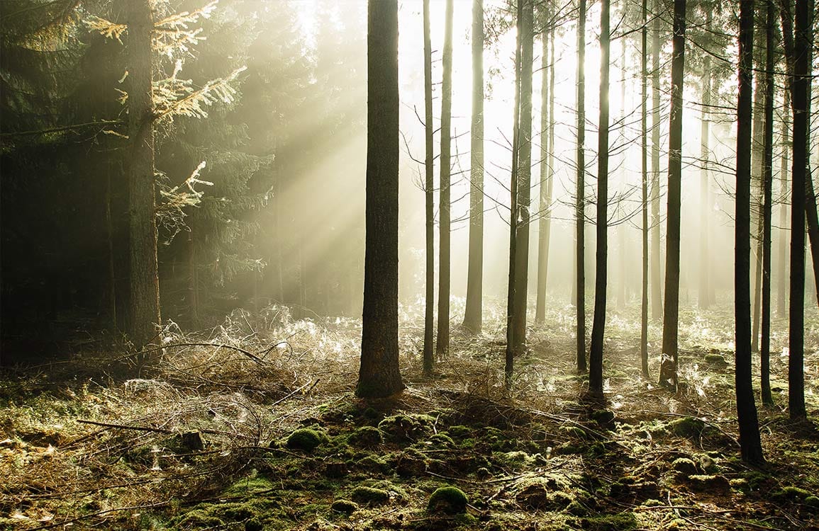 Forest Sunshine Wallpapers - Top Free Forest Sunshine Backgrounds ...