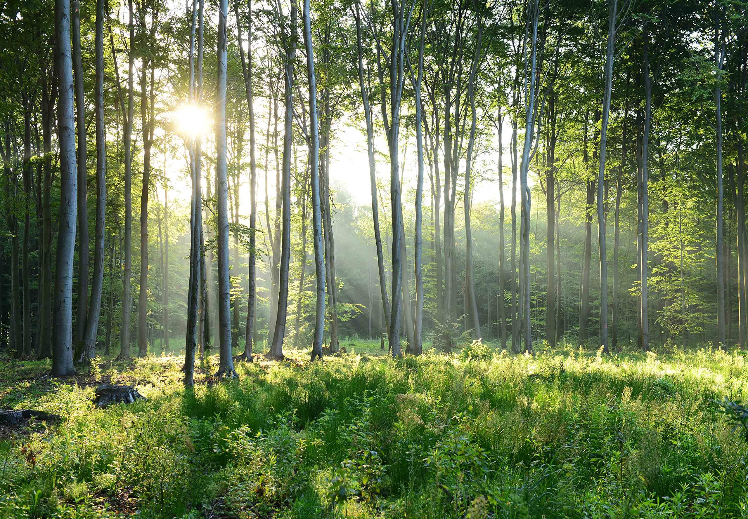 Forest Sunshine Wallpapers - Top Free Forest Sunshine Backgrounds ...