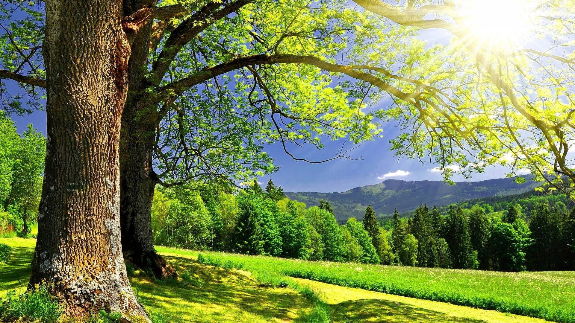 Forest Sunshine Wallpapers - Top Free Forest Sunshine Backgrounds ...