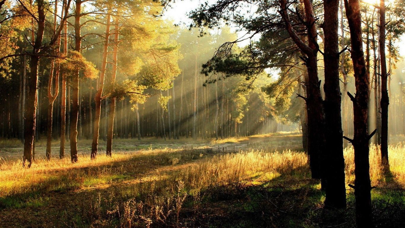 Forest Sunshine Wallpapers - Top Free Forest Sunshine Backgrounds ...