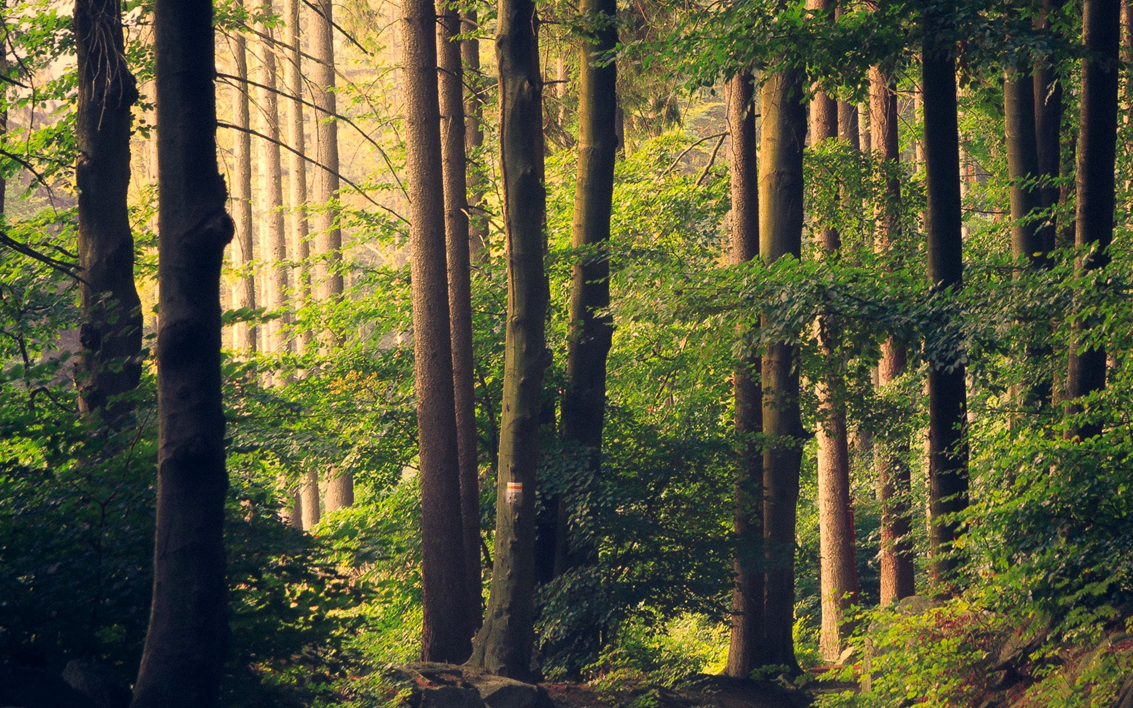 Forest Sunshine Wallpapers - Top Free Forest Sunshine Backgrounds ...