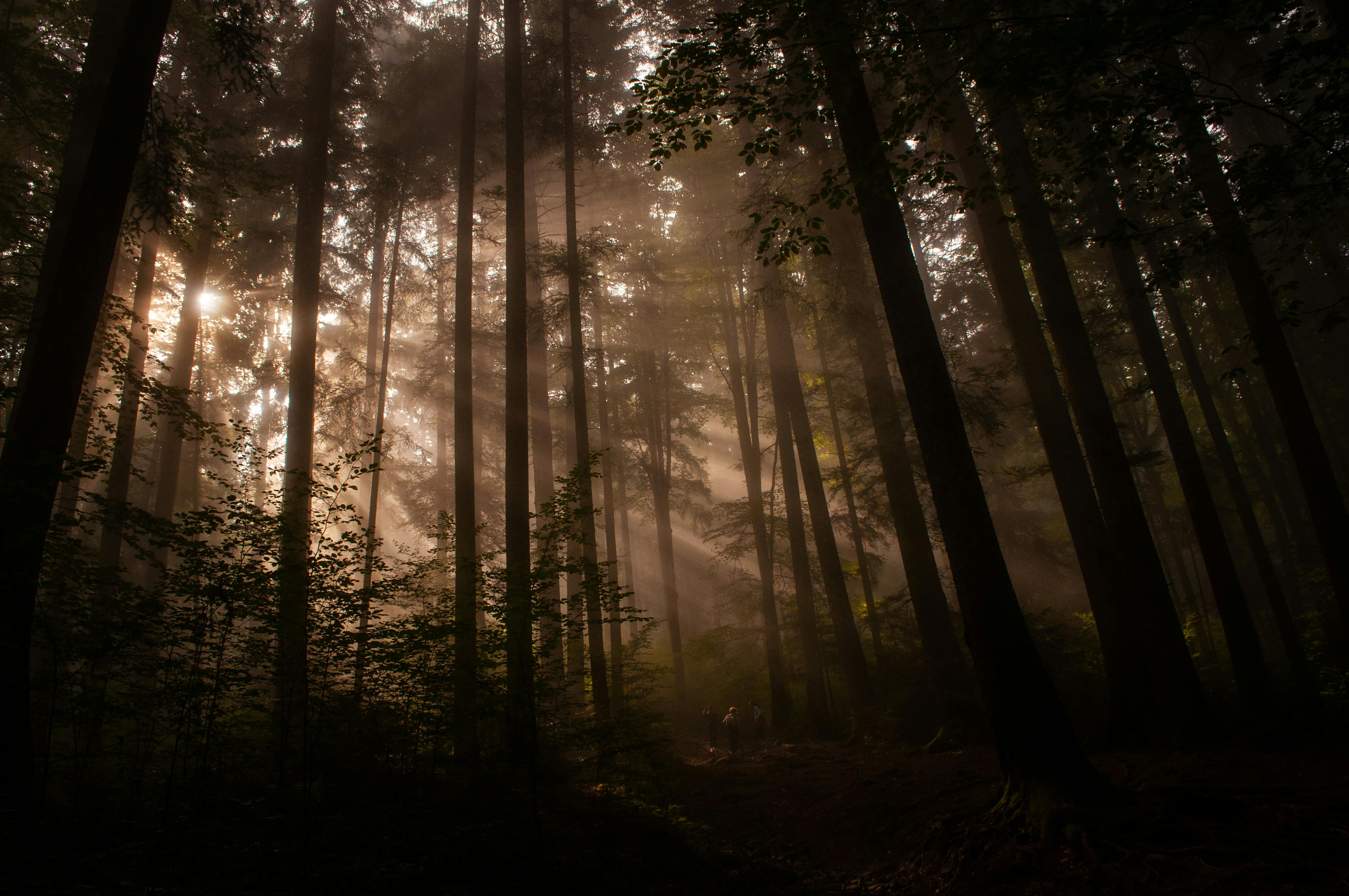 Forest Sunshine Wallpapers - Top Free Forest Sunshine Backgrounds ...