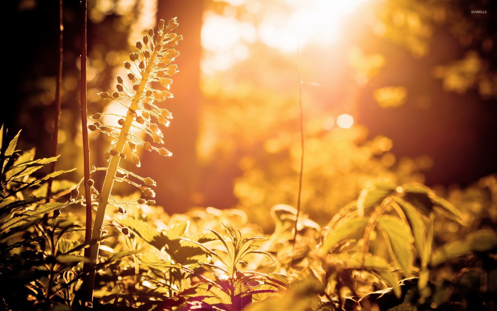 Forest Sunshine Wallpapers - Top Free Forest Sunshine Backgrounds ...
