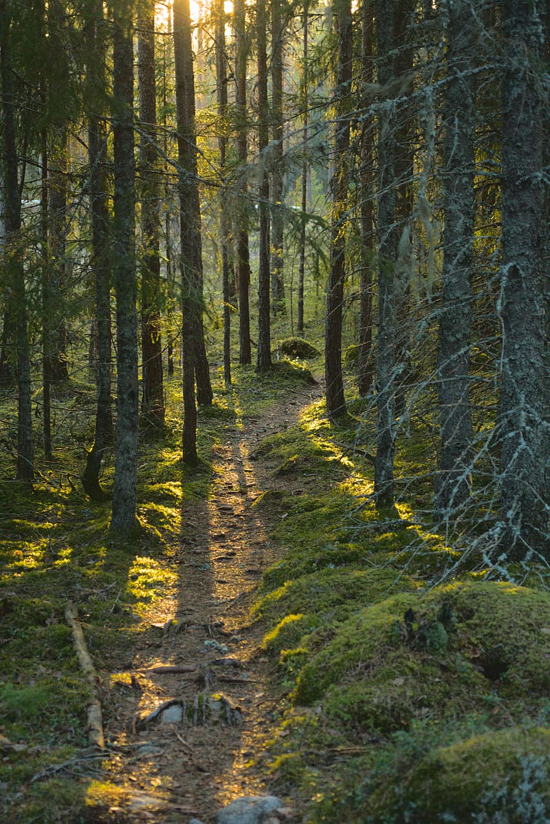 Forest Sunshine Wallpapers - Top Free Forest Sunshine Backgrounds ...