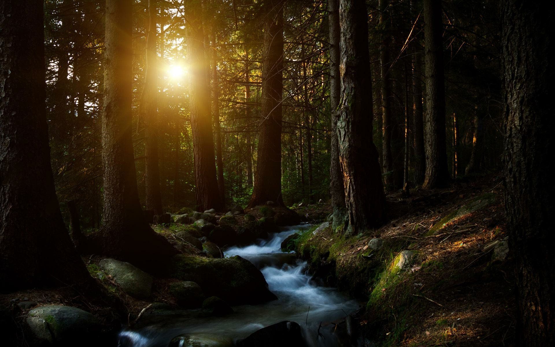 Forest Sunshine Wallpapers - Top Free Forest Sunshine Backgrounds ...