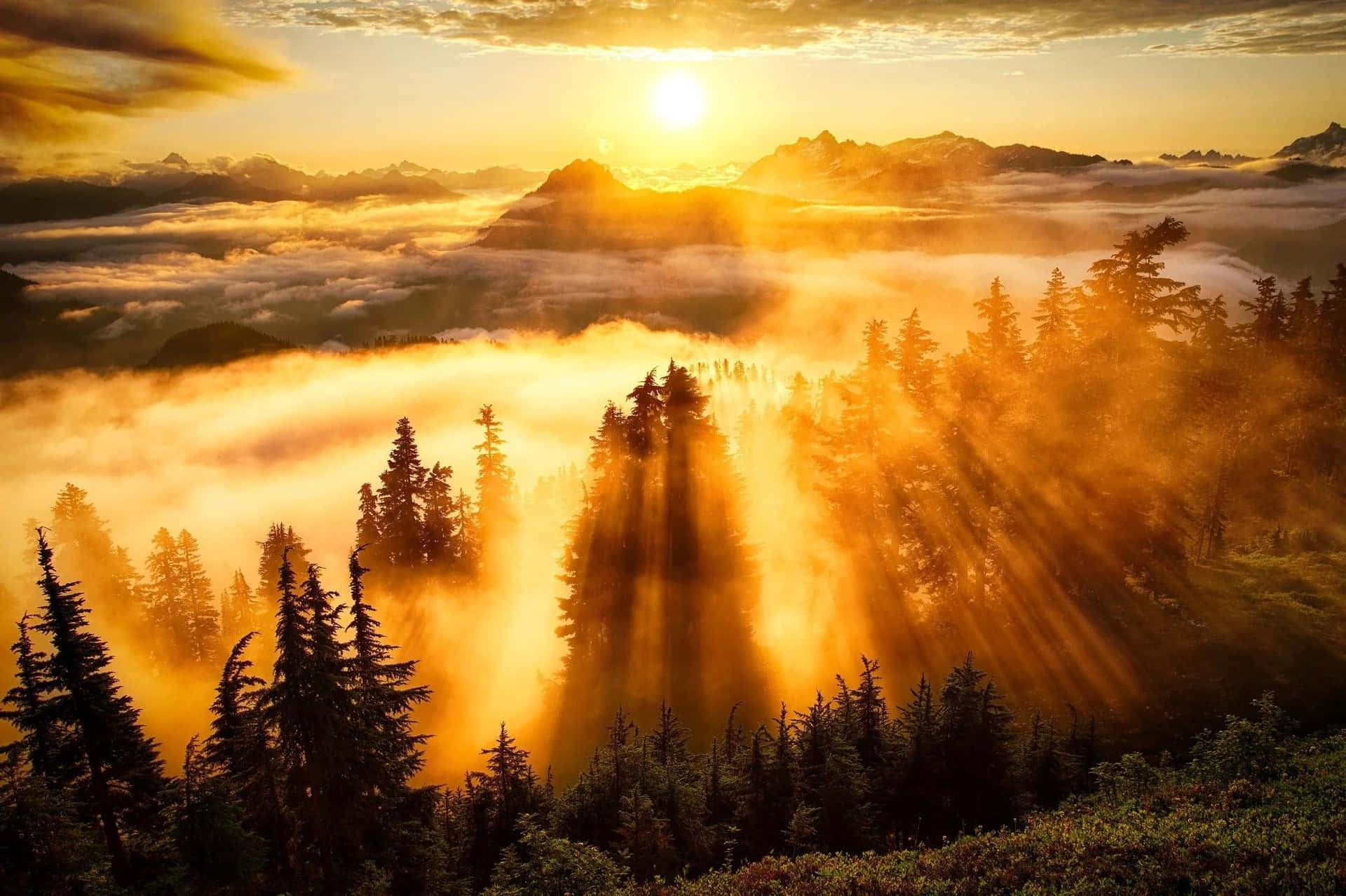 Forest Sunshine Wallpapers - Top Free Forest Sunshine Backgrounds ...