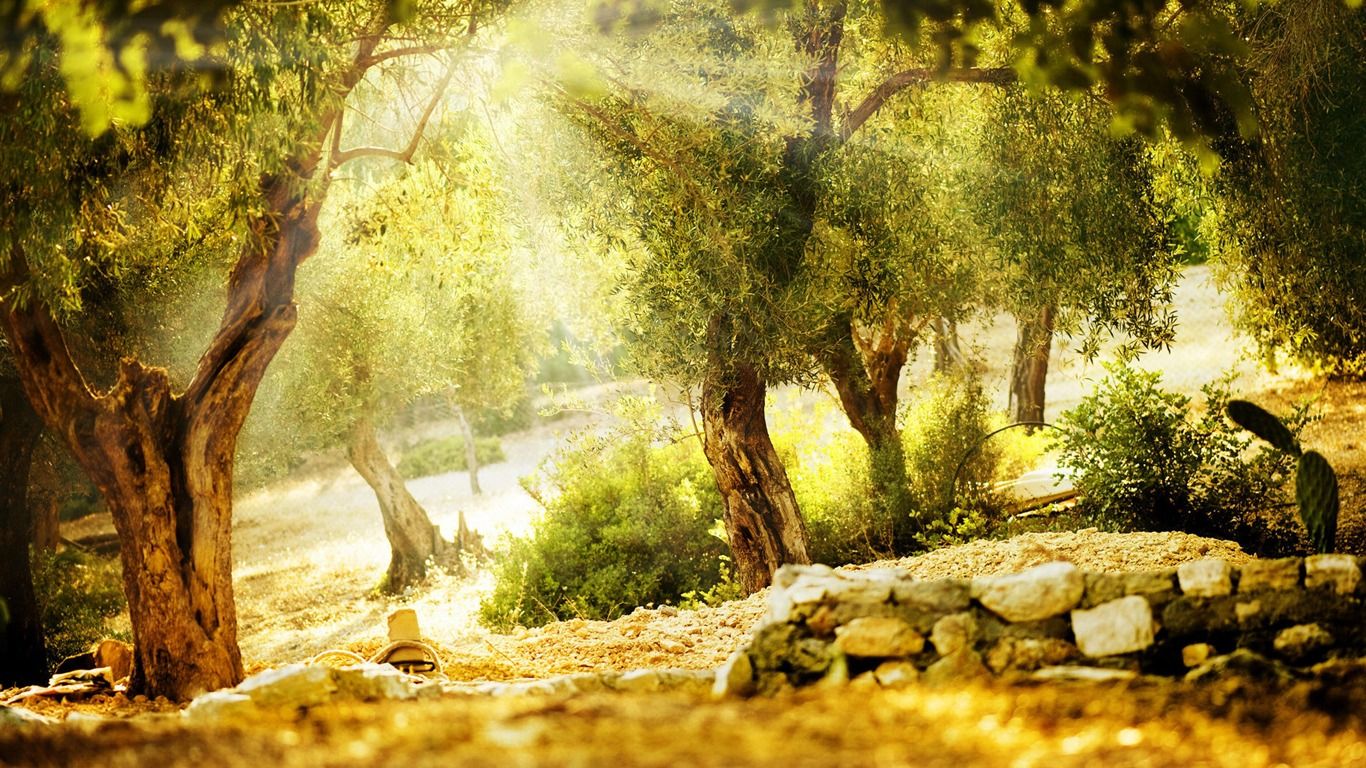 Forest Sunshine Wallpapers - Top Free Forest Sunshine Backgrounds ...