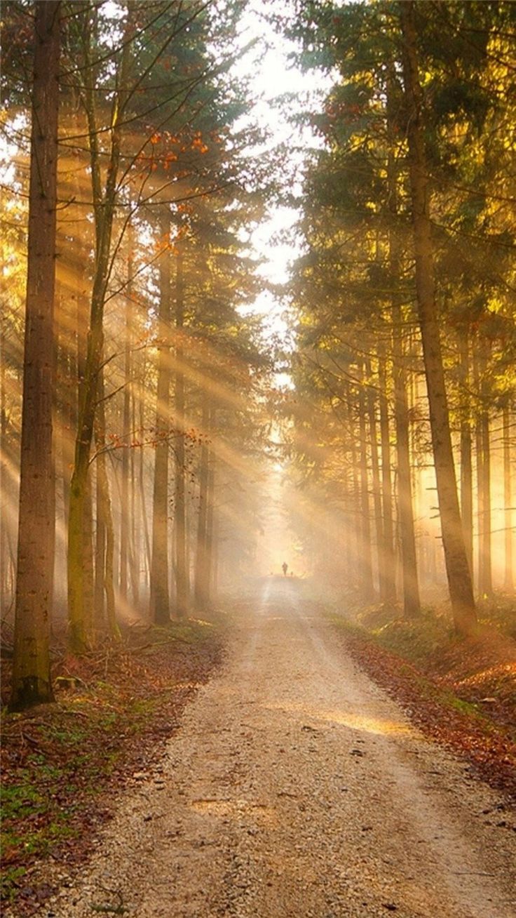Forest Sunshine Wallpapers - Top Free Forest Sunshine Backgrounds ...