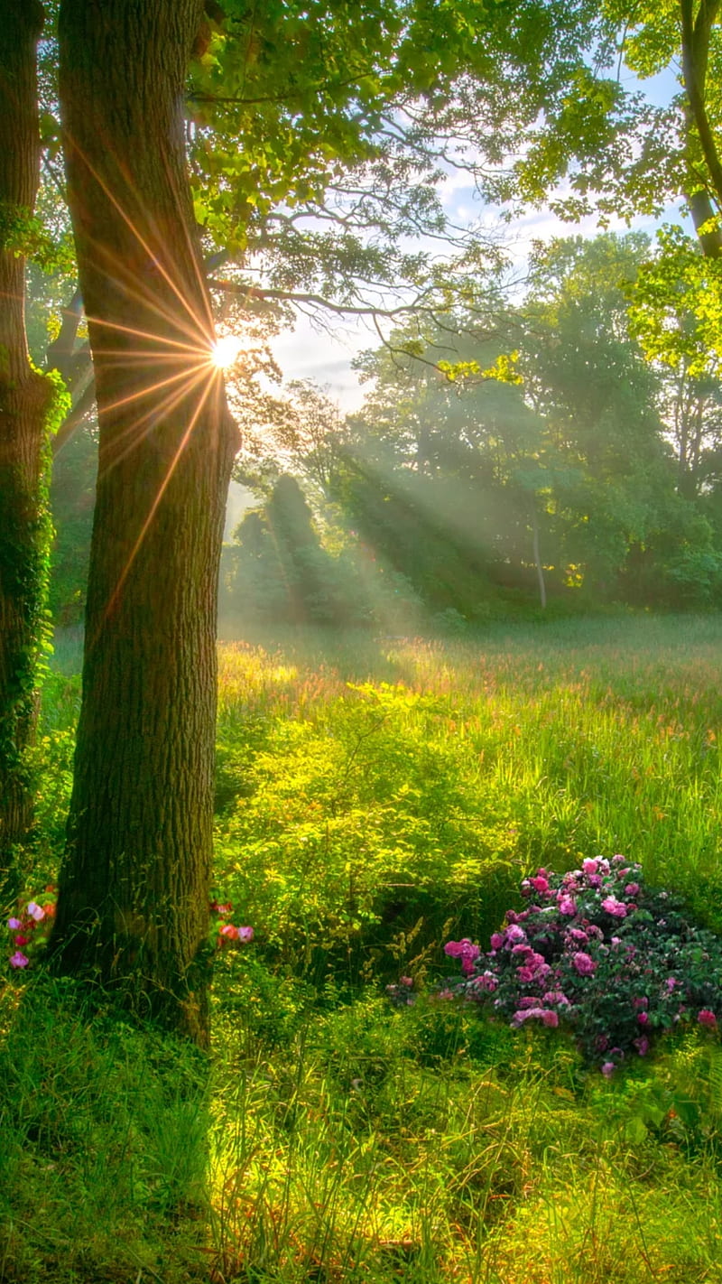 Forest Sunshine Wallpapers - Top Free Forest Sunshine Backgrounds ...