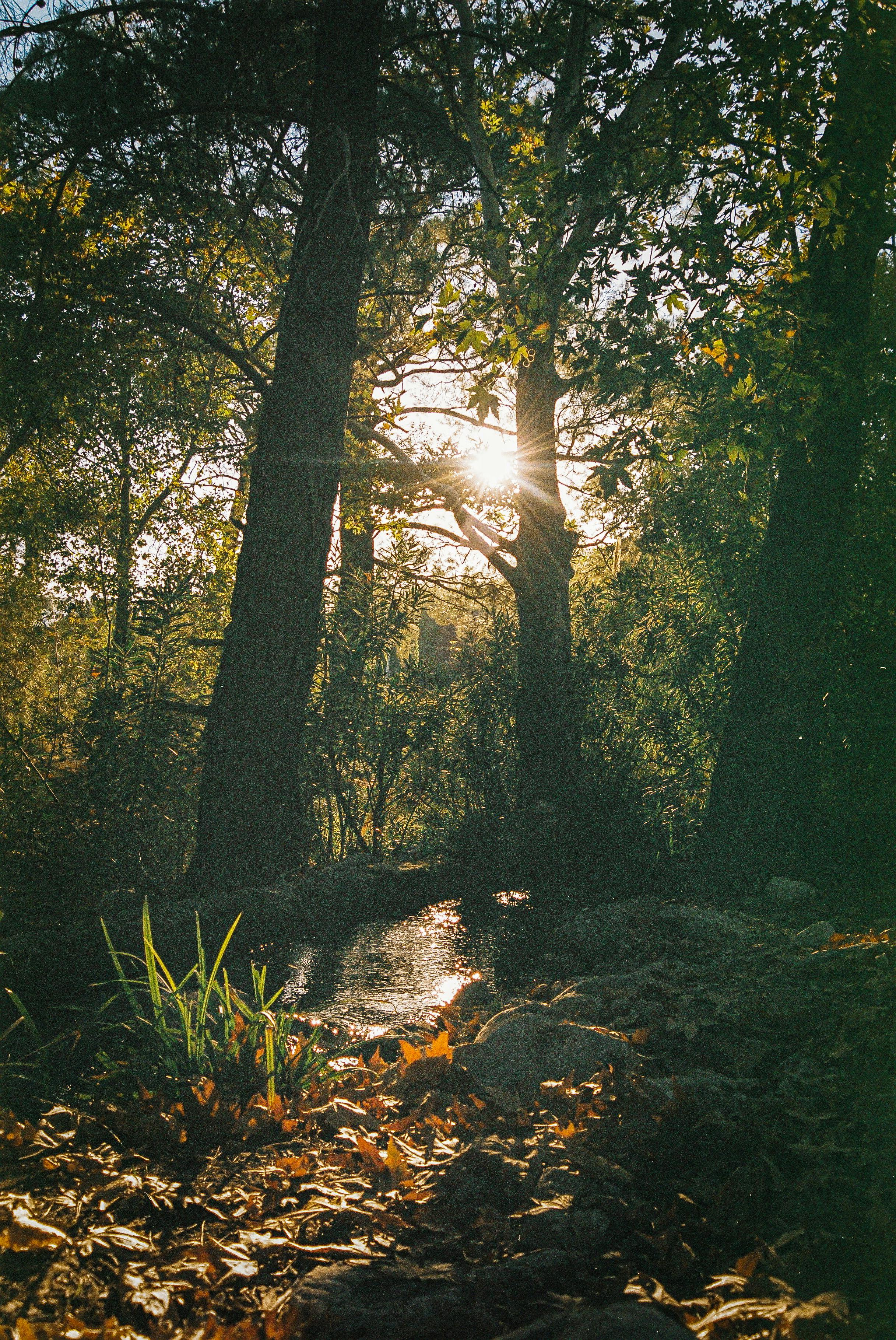 Forest Sunshine Wallpapers - Top Free Forest Sunshine Backgrounds ...