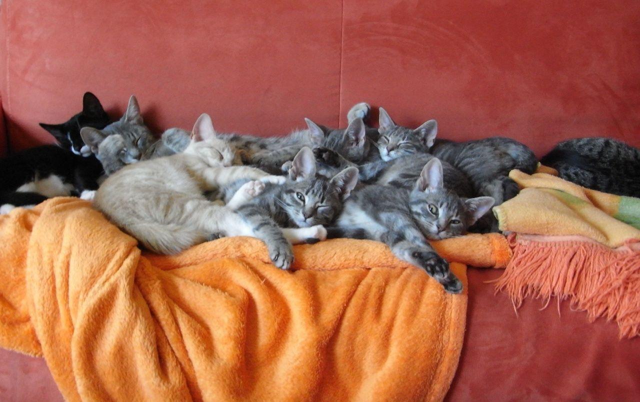 Kitties Wallpapers - Top Free Kitties Backgrounds - WallpaperAccess