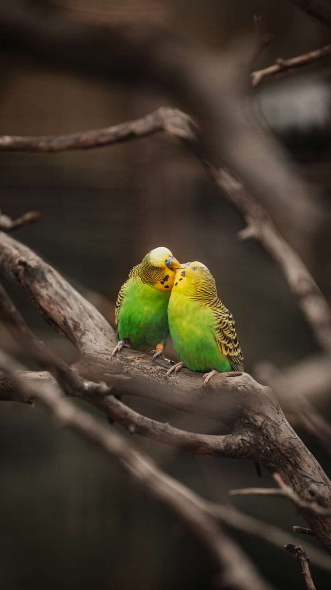 Green Bird Wallpapers - Top Free Green Bird Backgrounds - WallpaperAccess