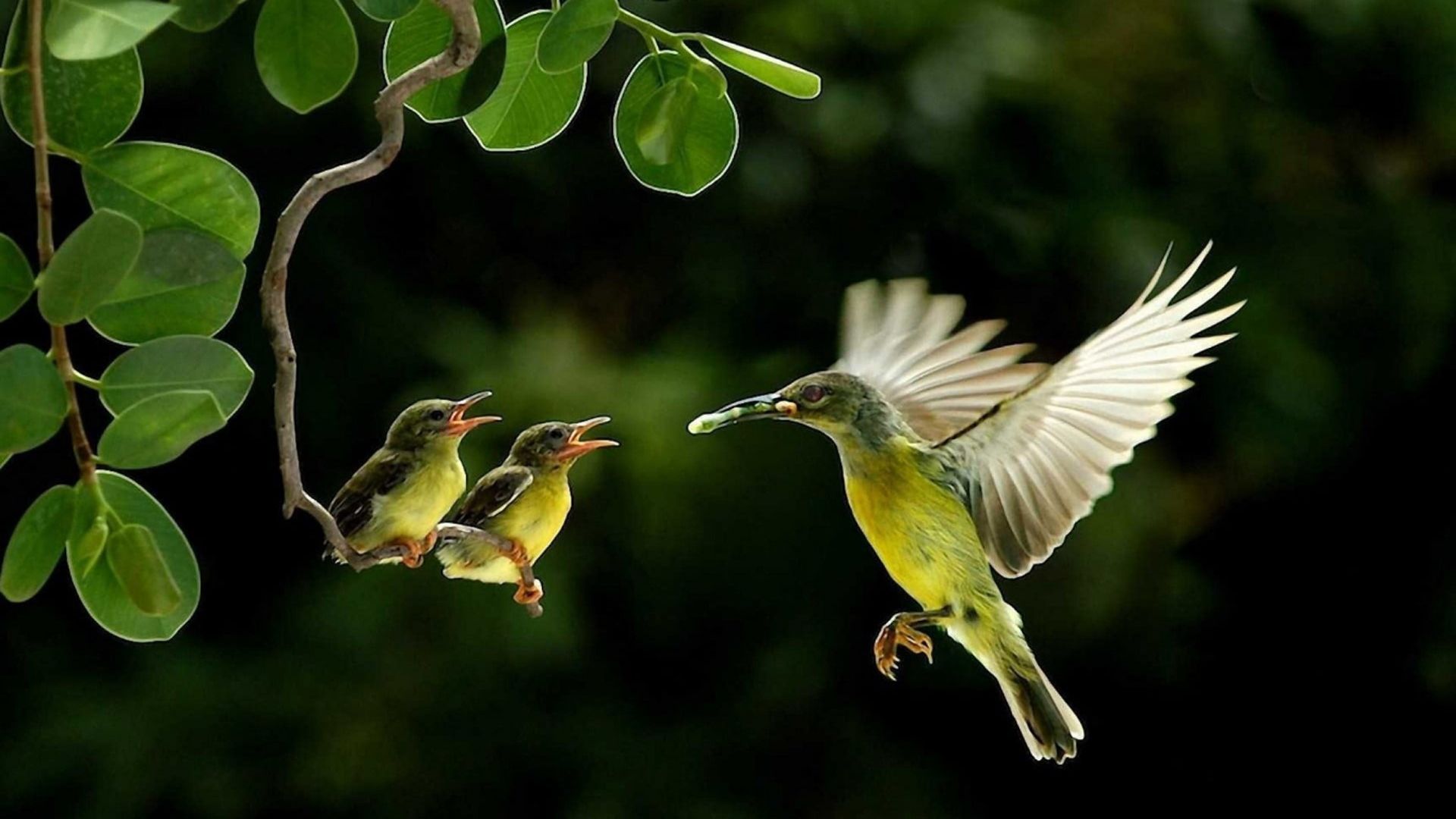 Green Bird Wallpapers - Top Free Green Bird Backgrounds - WallpaperAccess