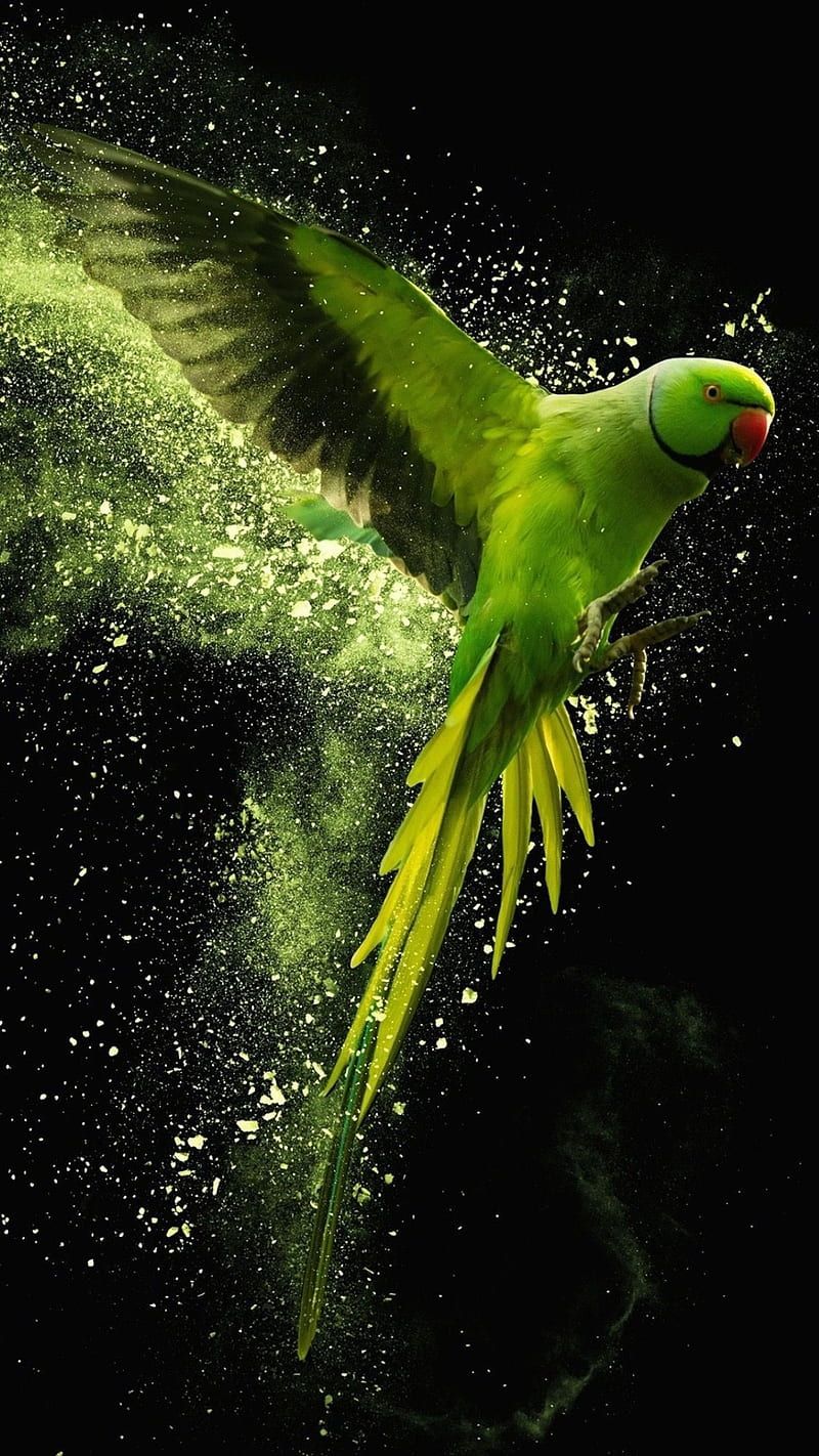 Green Bird Wallpapers - Top Free Green Bird Backgrounds - WallpaperAccess