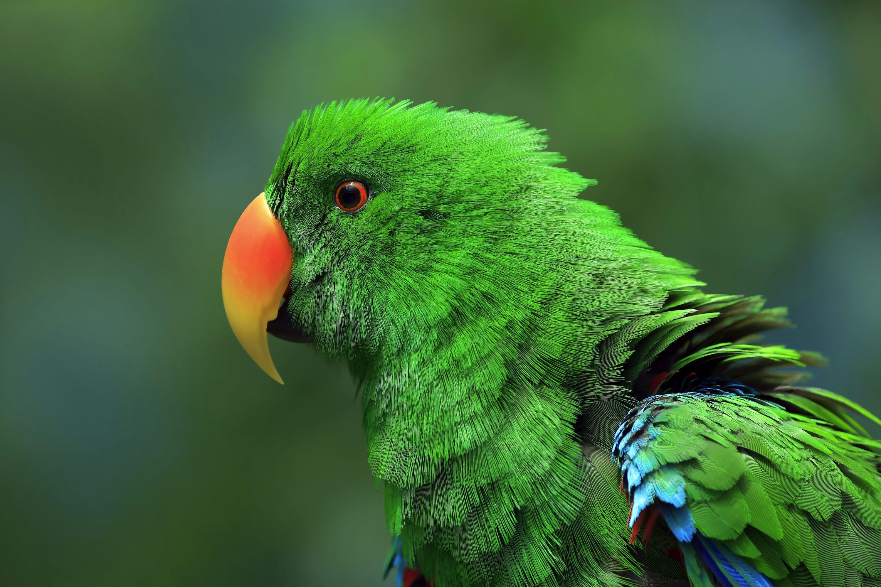Green Bird Wallpapers - Top Free Green Bird Backgrounds - WallpaperAccess