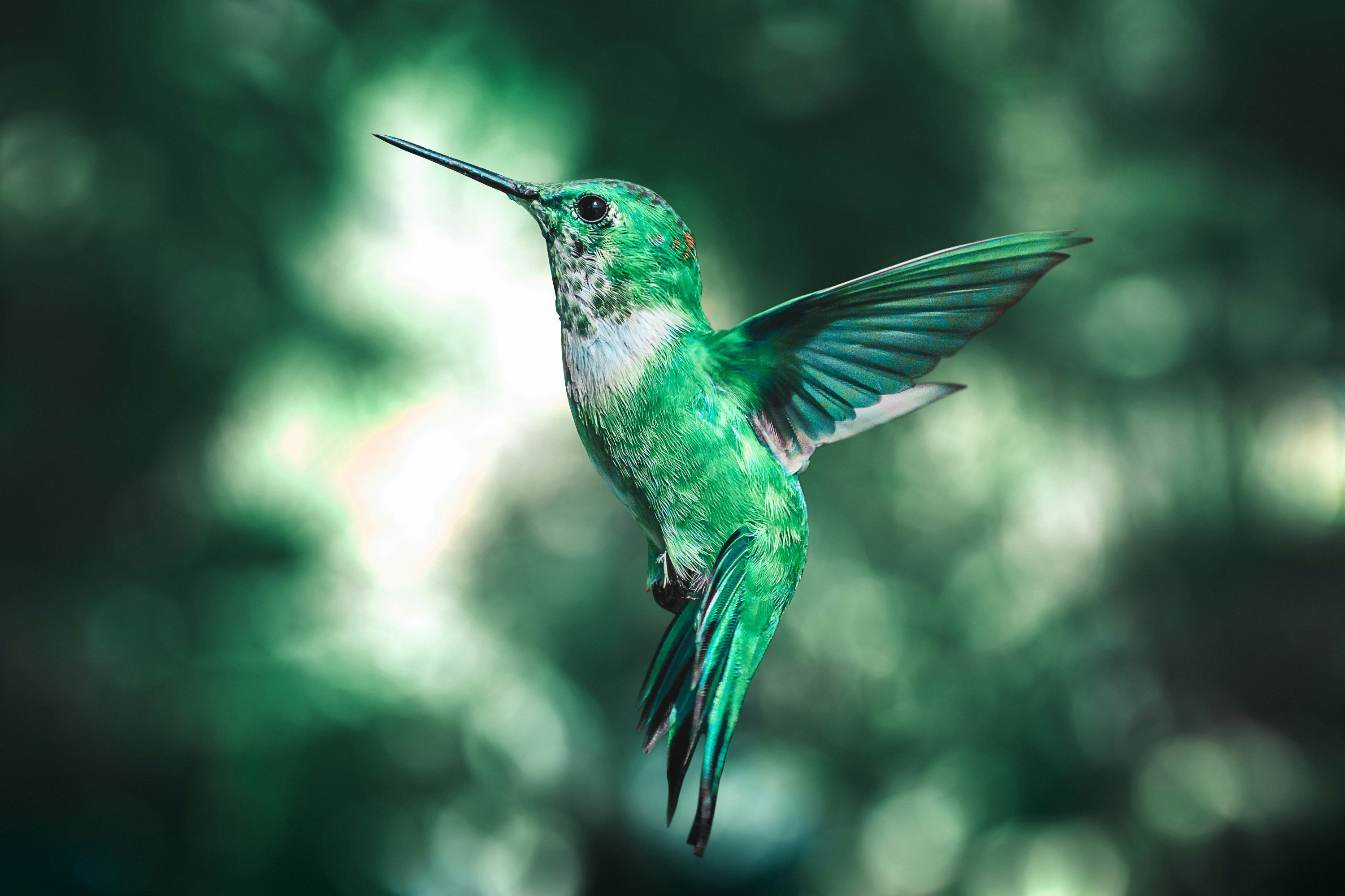 Green Bird Wallpapers - Top Free Green Bird Backgrounds - WallpaperAccess