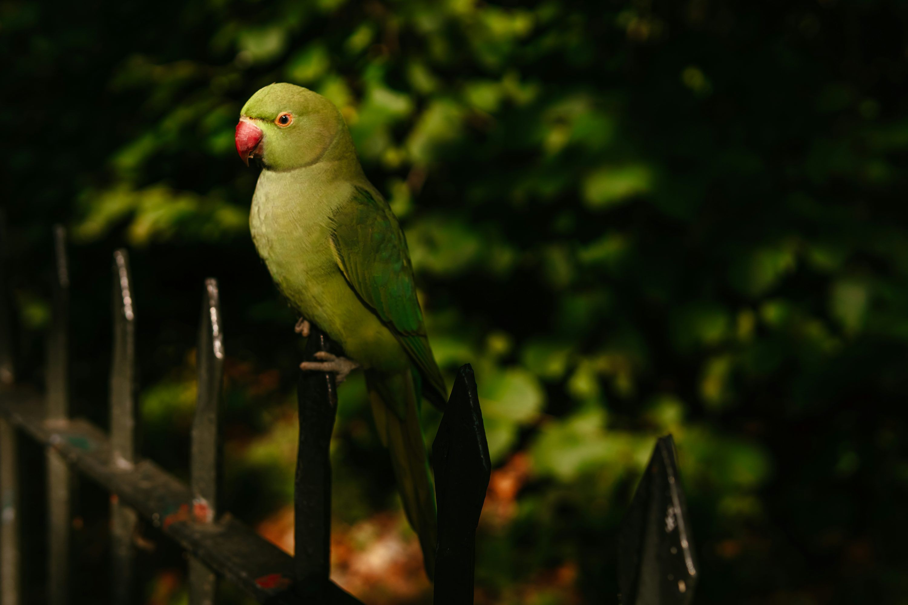 Green Bird Wallpapers - Top Free Green Bird Backgrounds - WallpaperAccess