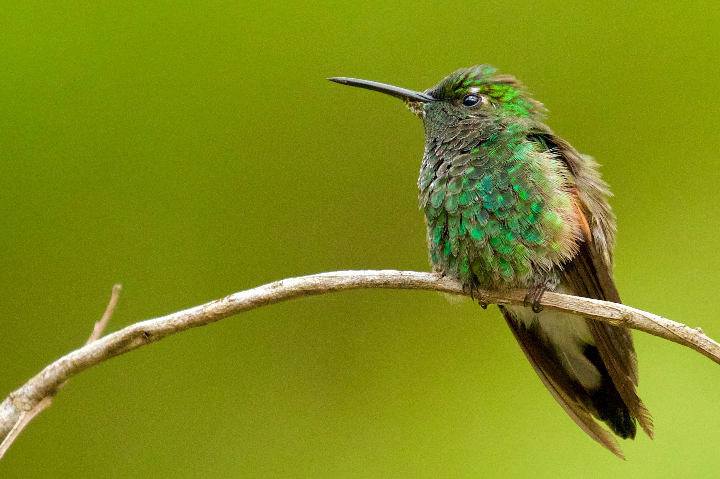 Green Bird Wallpapers - Top Free Green Bird Backgrounds - WallpaperAccess