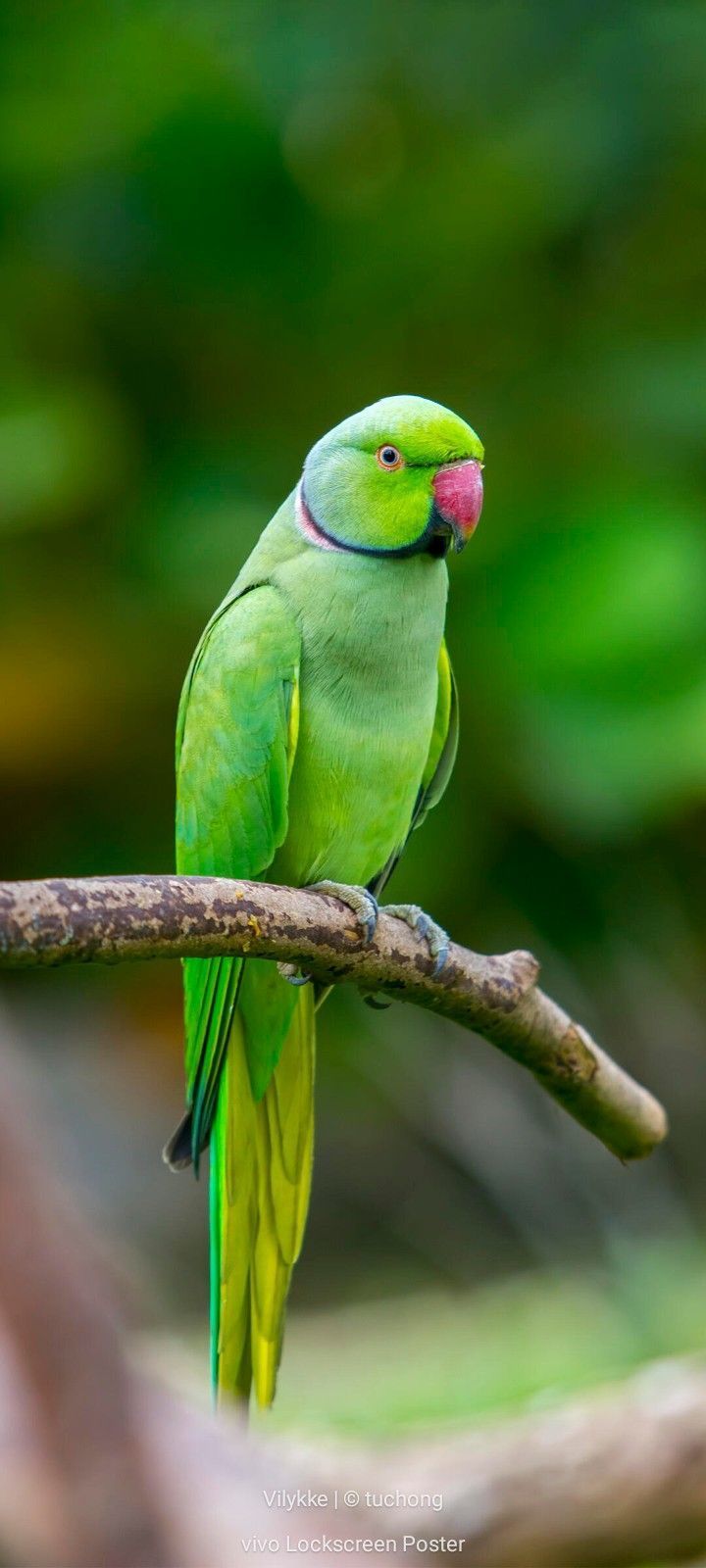 Green Bird Wallpapers - Top Free Green Bird Backgrounds - WallpaperAccess