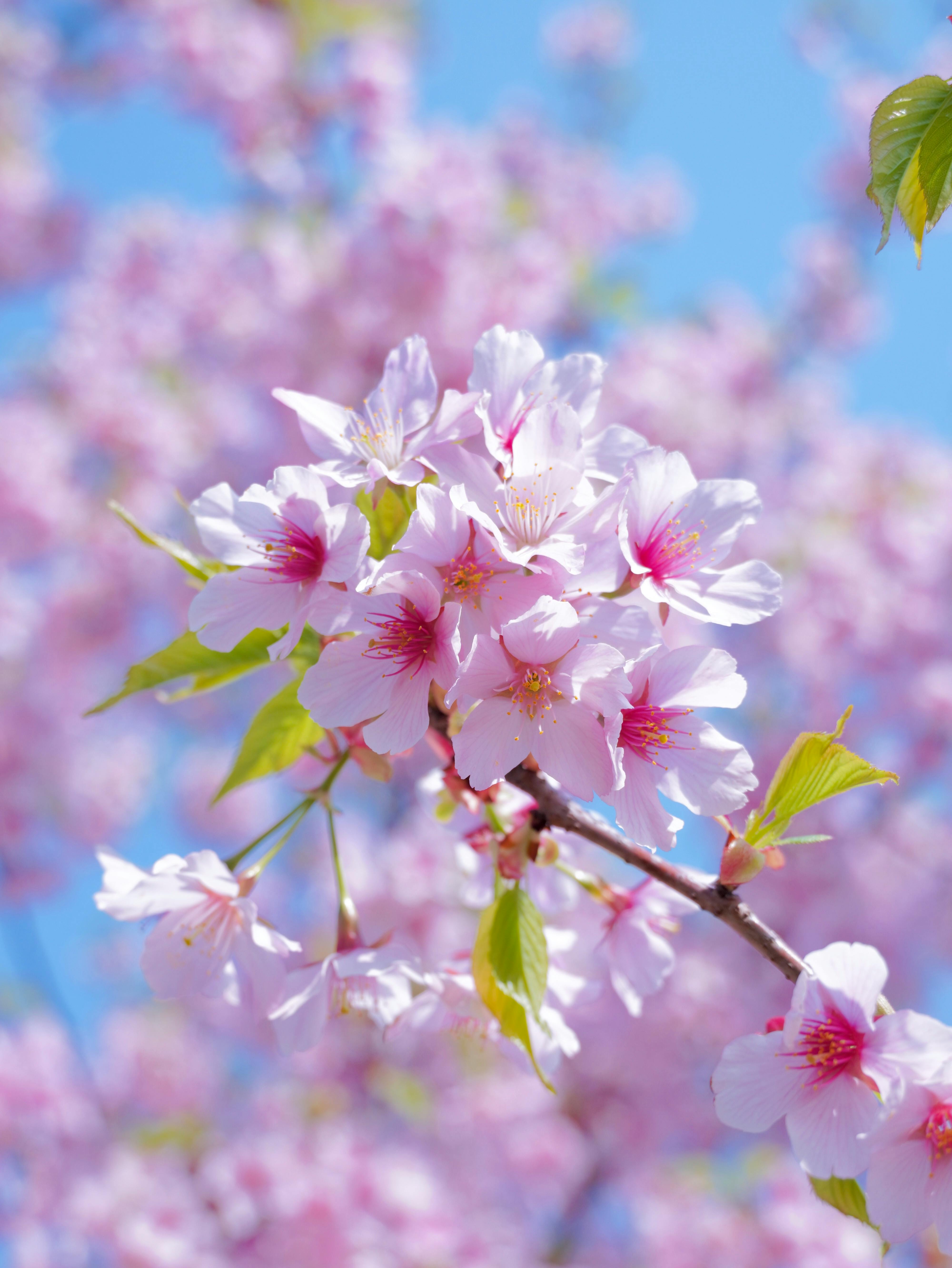 Purple Sakura Wallpapers - Top Free Purple Sakura Backgrounds ...
