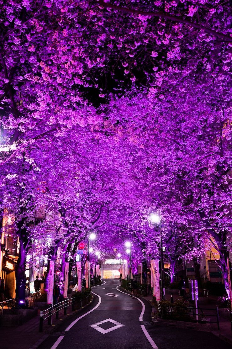 Purple Sakura Wallpapers - Top Free Purple Sakura Backgrounds ...