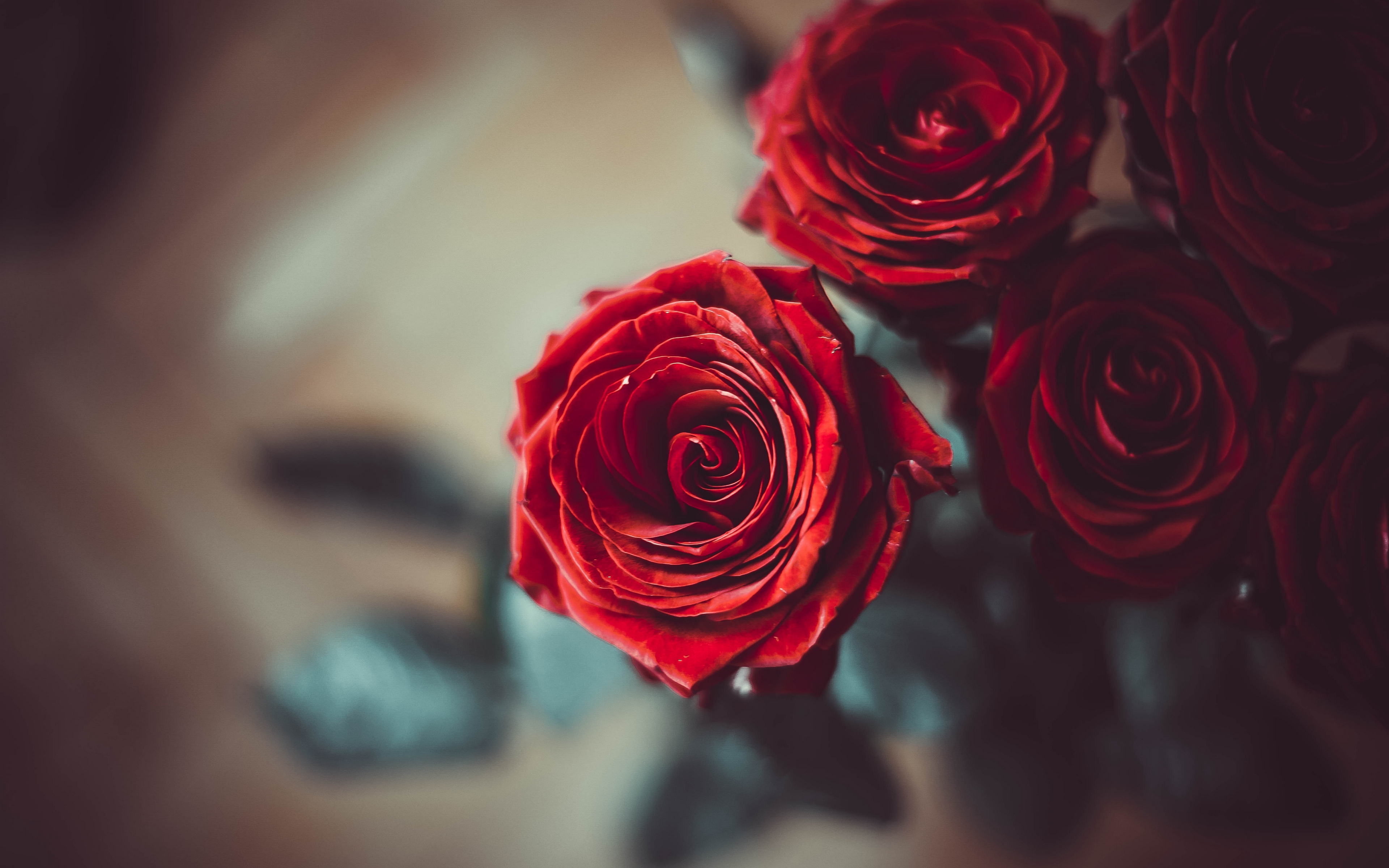 Rose 4K Wallpapers - Top Free Rose 4K Backgrounds - WallpaperAccess