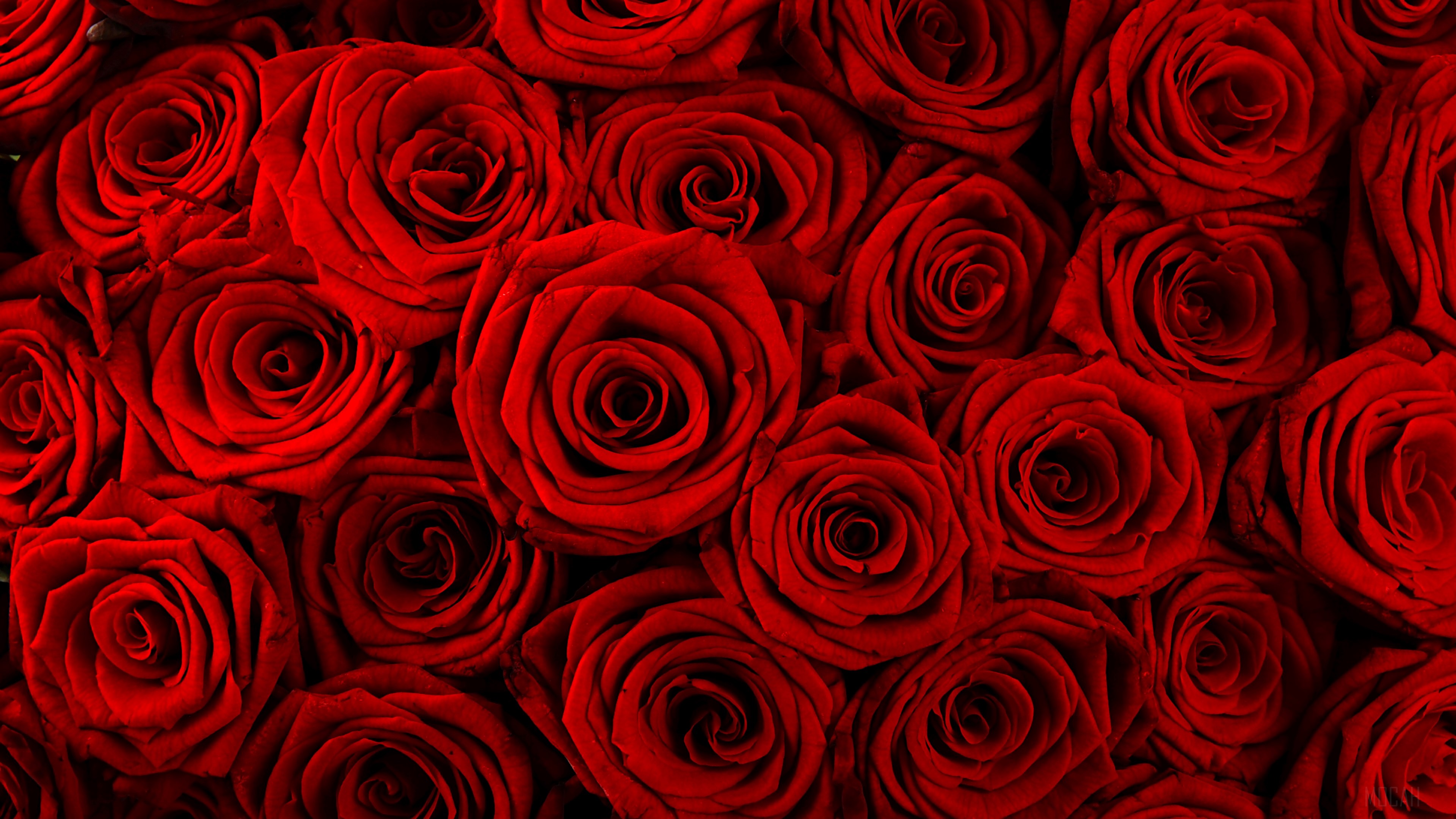 Rose 4K Wallpapers - Top Free Rose 4K Backgrounds - WallpaperAccess