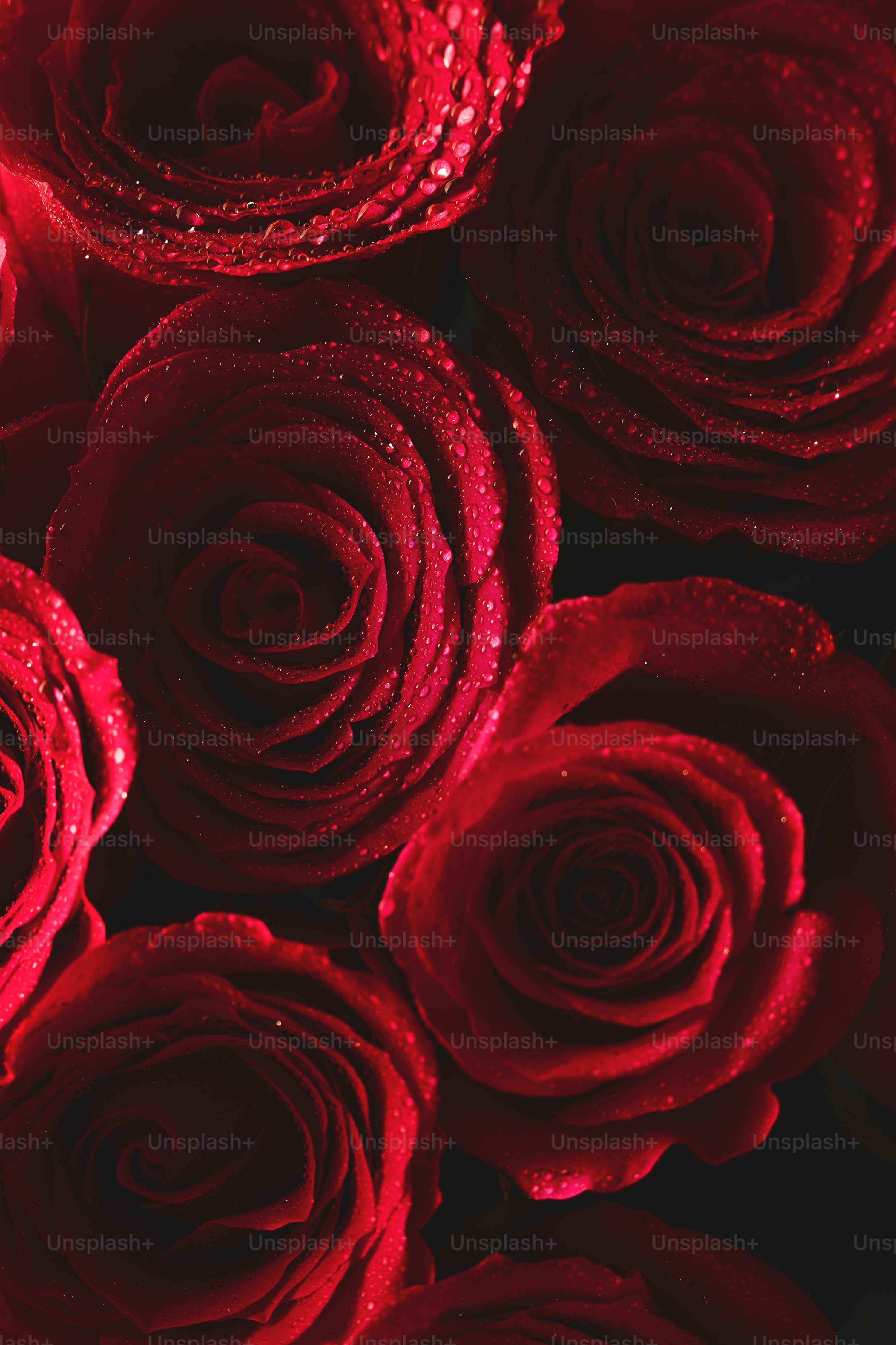 Rose 4K Wallpapers - Top Free Rose 4K Backgrounds - WallpaperAccess