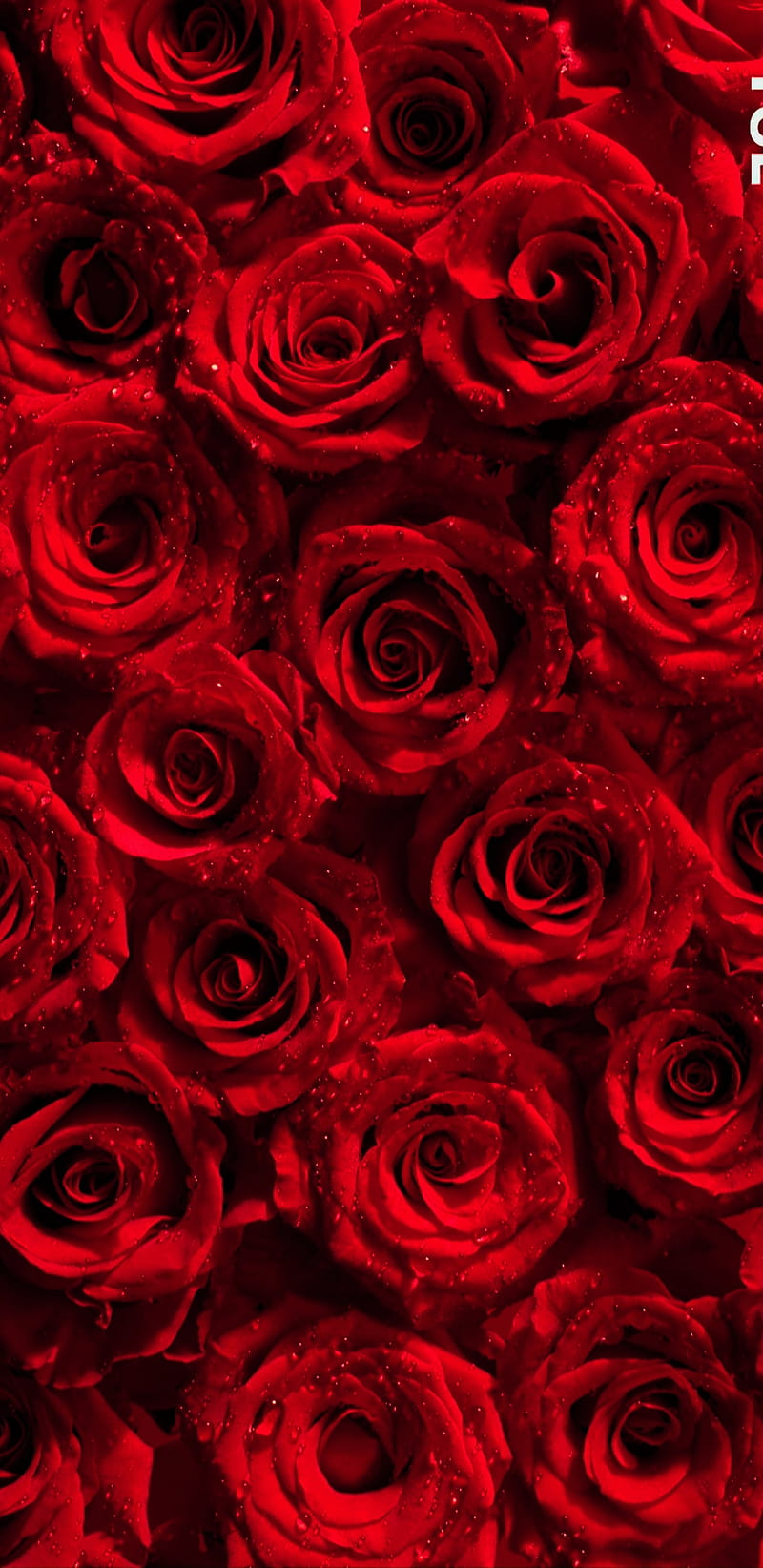 Rose 4K Wallpapers - Top Free Rose 4K Backgrounds - WallpaperAccess