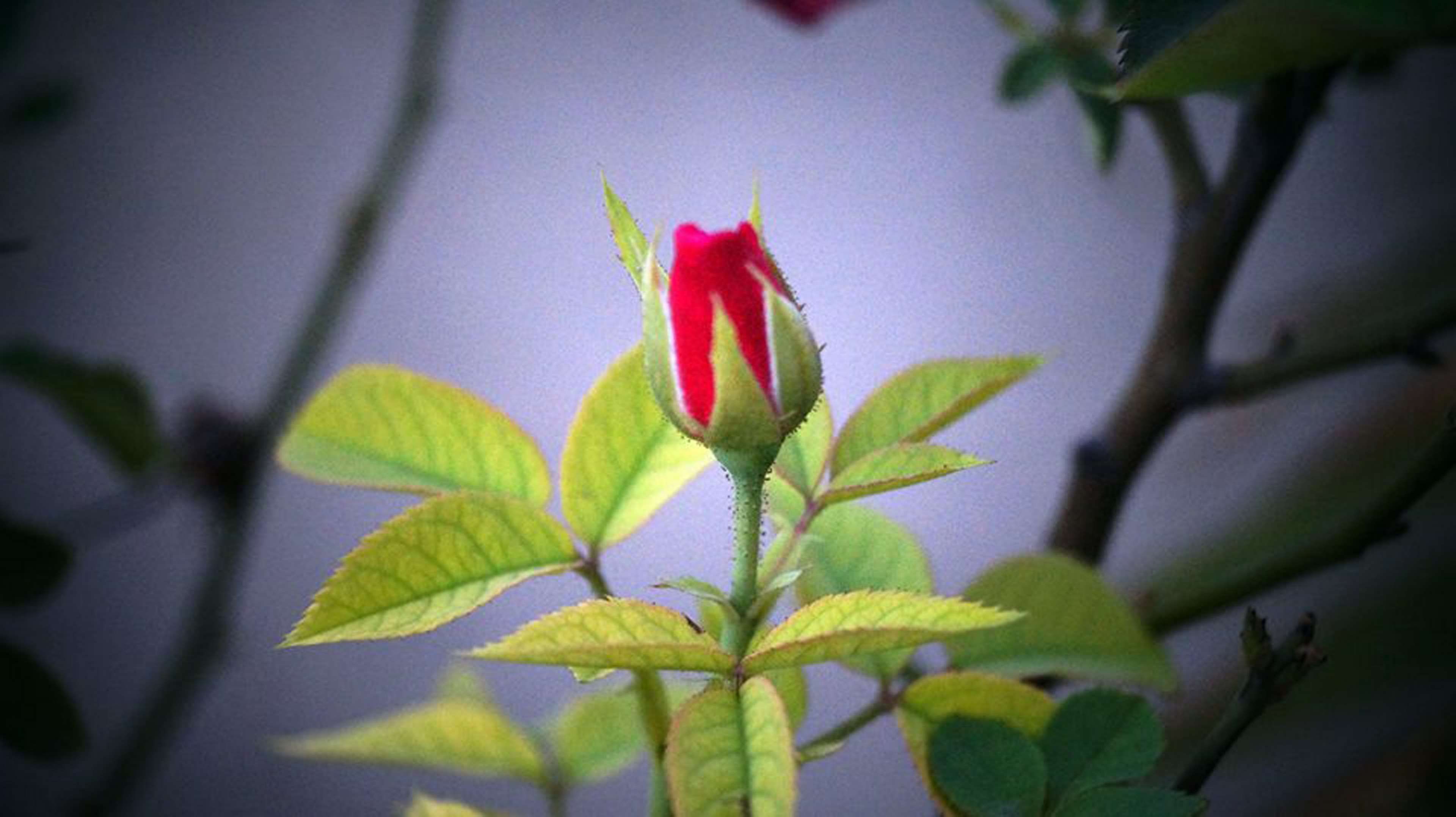 Rose 4K Wallpapers - Top Free Rose 4K Backgrounds - WallpaperAccess