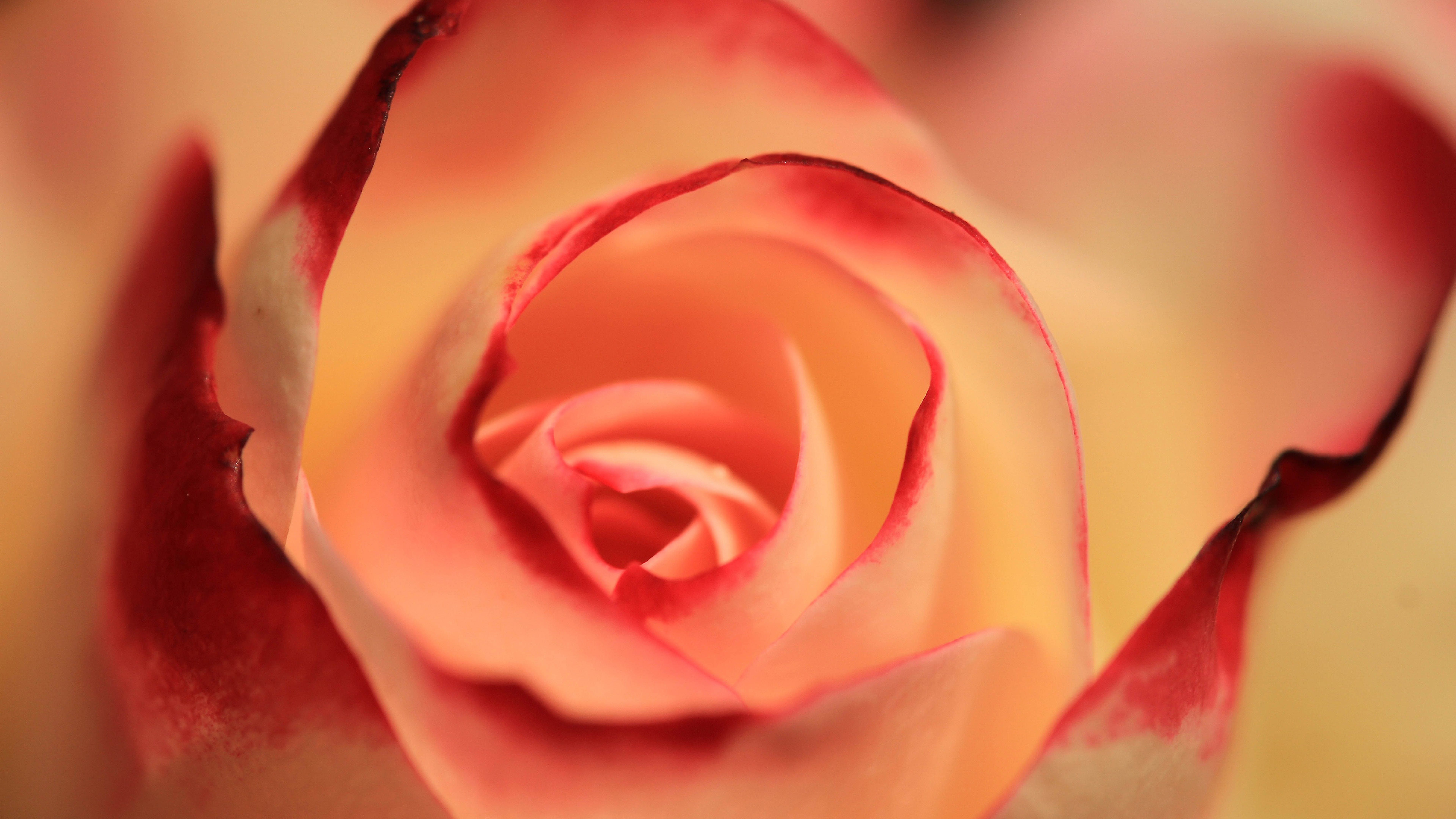 Rose 4K Wallpapers - Top Free Rose 4K Backgrounds - WallpaperAccess
