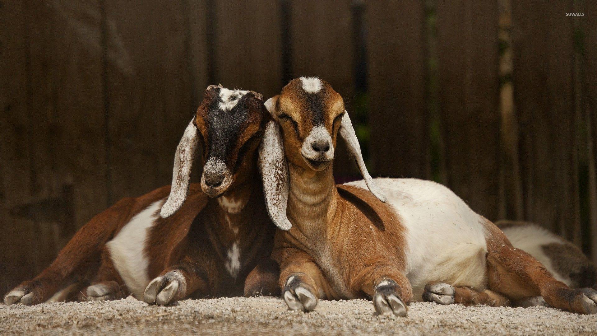 Goat HD Wallpapers - Top Free Goat HD Backgrounds - WallpaperAccess