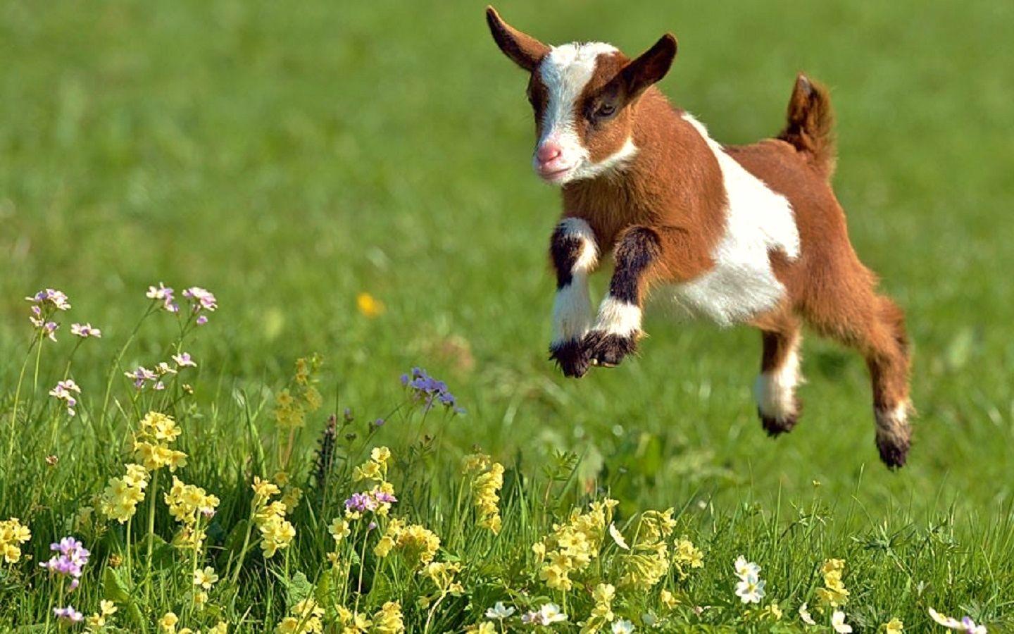 Goat Wallpapers - Top Free Goat Backgrounds - WallpaperAccess