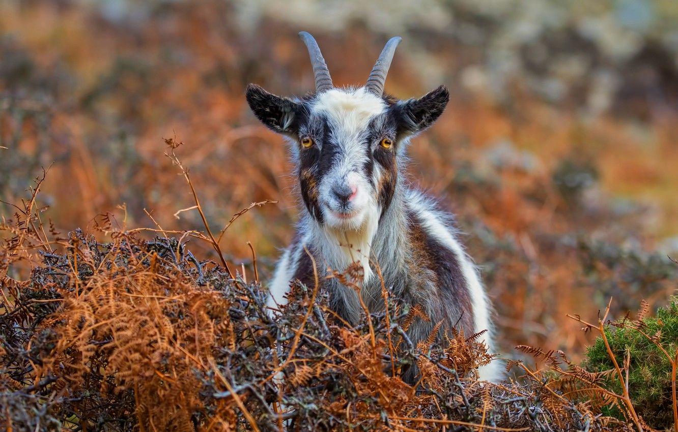 Goat Wallpapers - Top Free Goat Backgrounds - WallpaperAccess