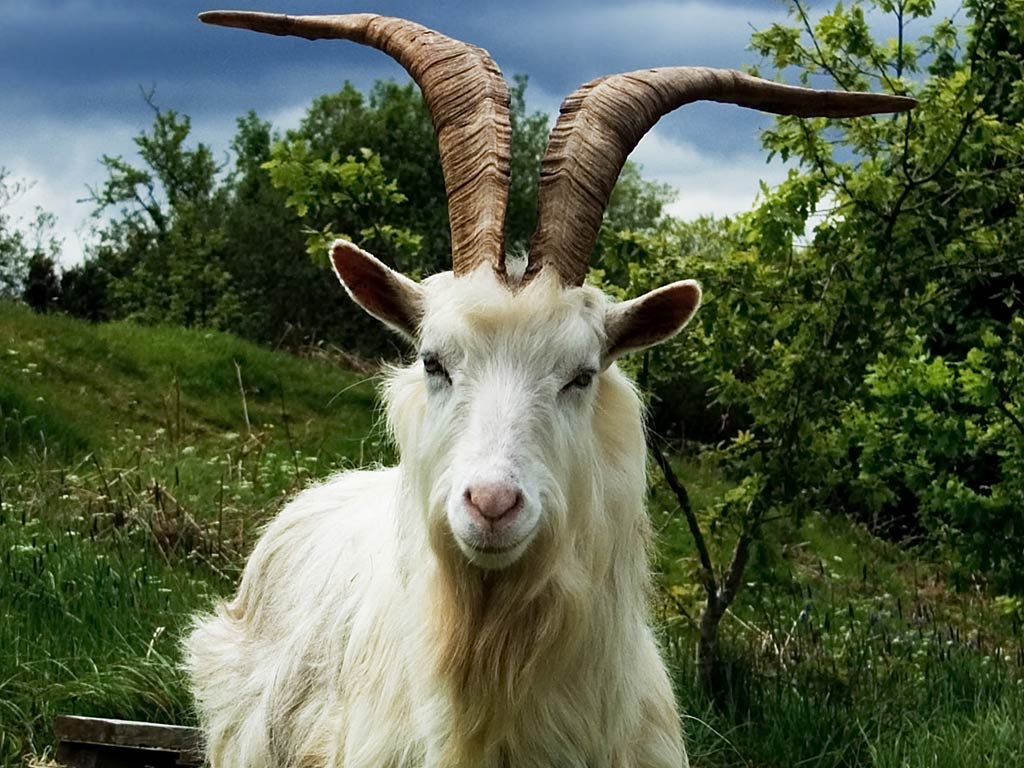 Goat Wallpapers - Top Free Goat Backgrounds - WallpaperAccess
