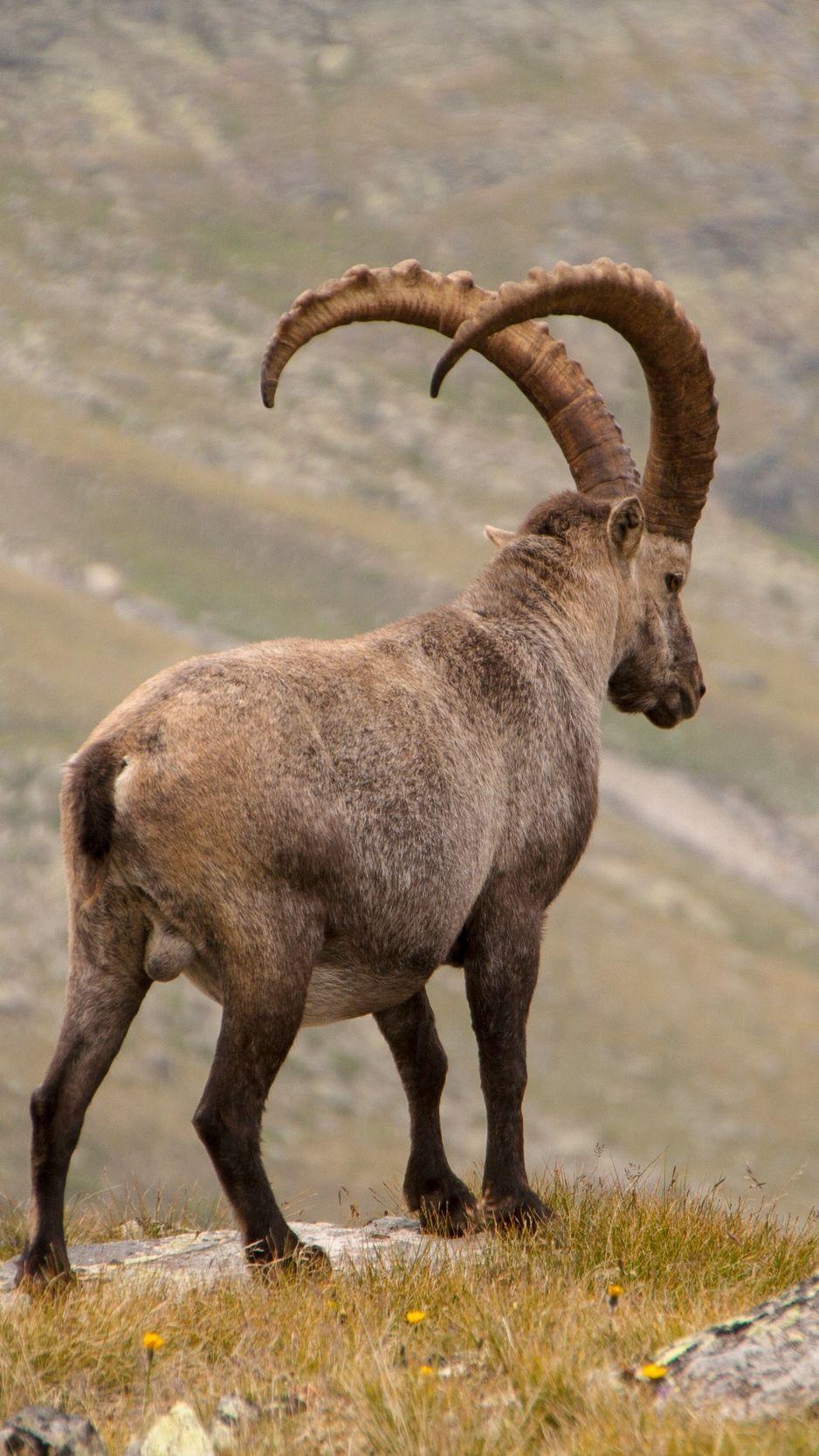 Goat Wallpapers - Top Free Goat Backgrounds - WallpaperAccess