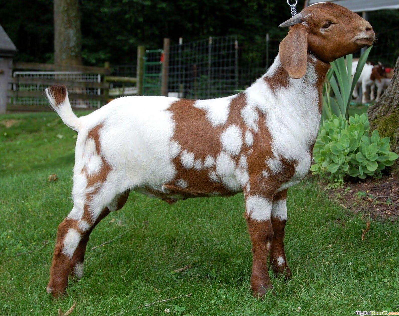 Goat Wallpapers - Top Free Goat Backgrounds - WallpaperAccess