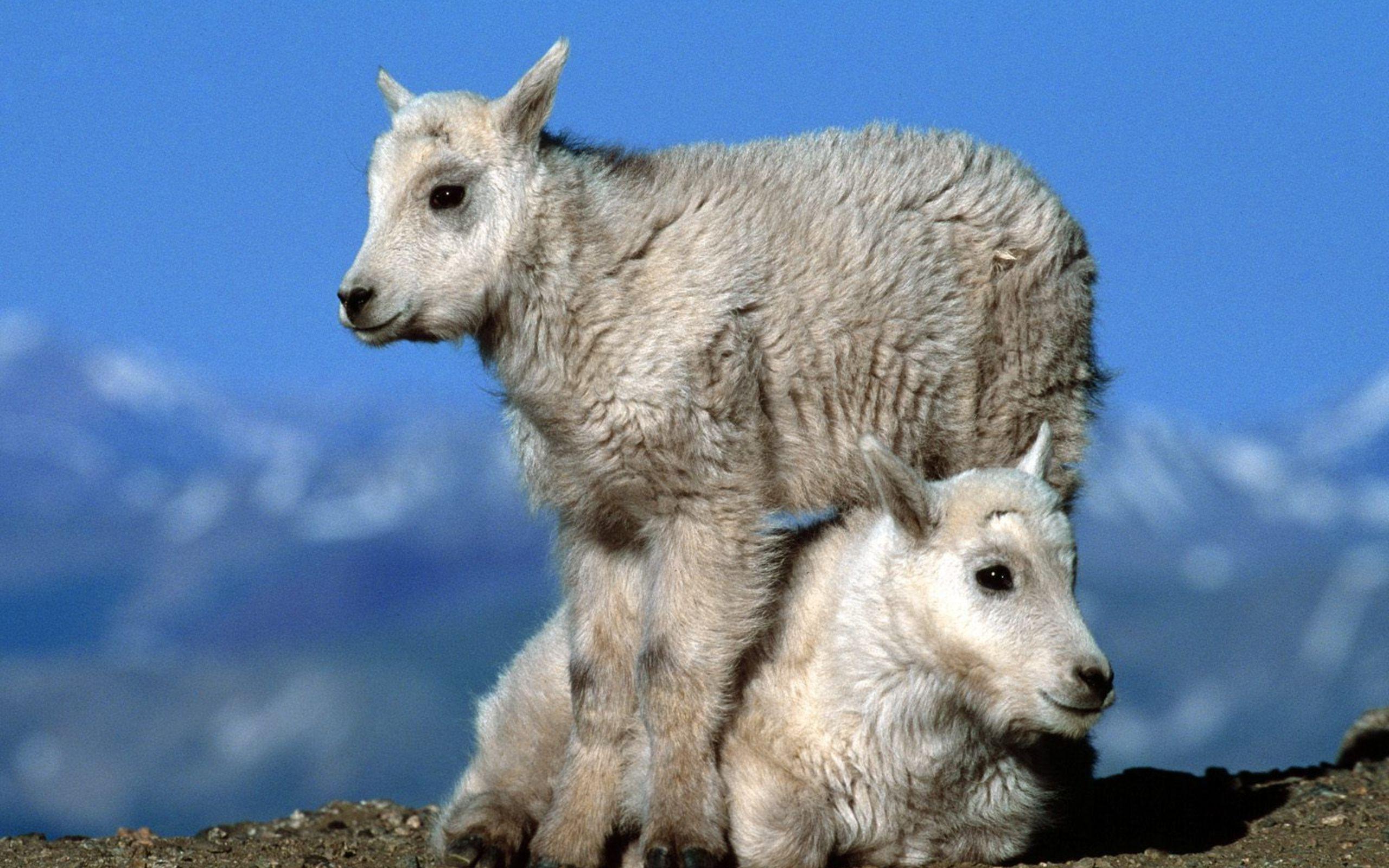 Goat Wallpapers - Top Free Goat Backgrounds - WallpaperAccess