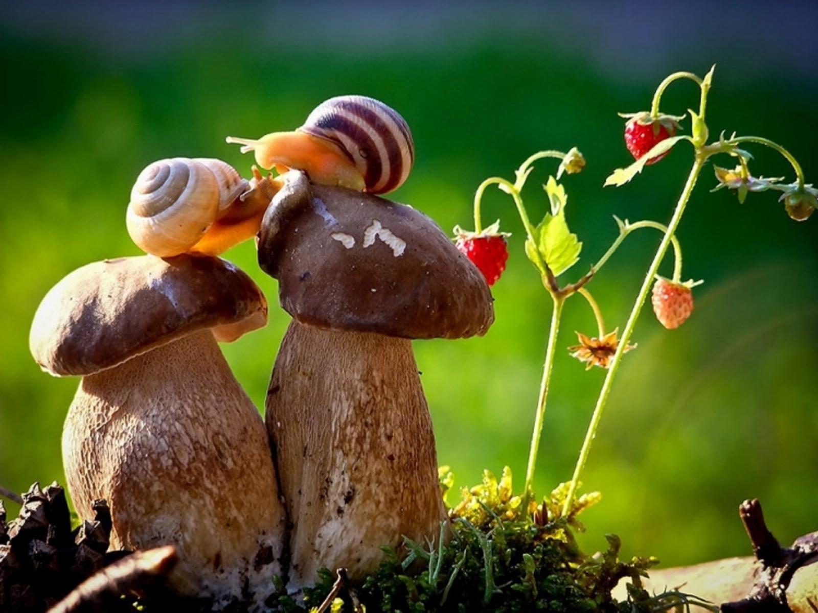 Snail Wallpapers - Top Free Snail Backgrounds - WallpaperAccess
